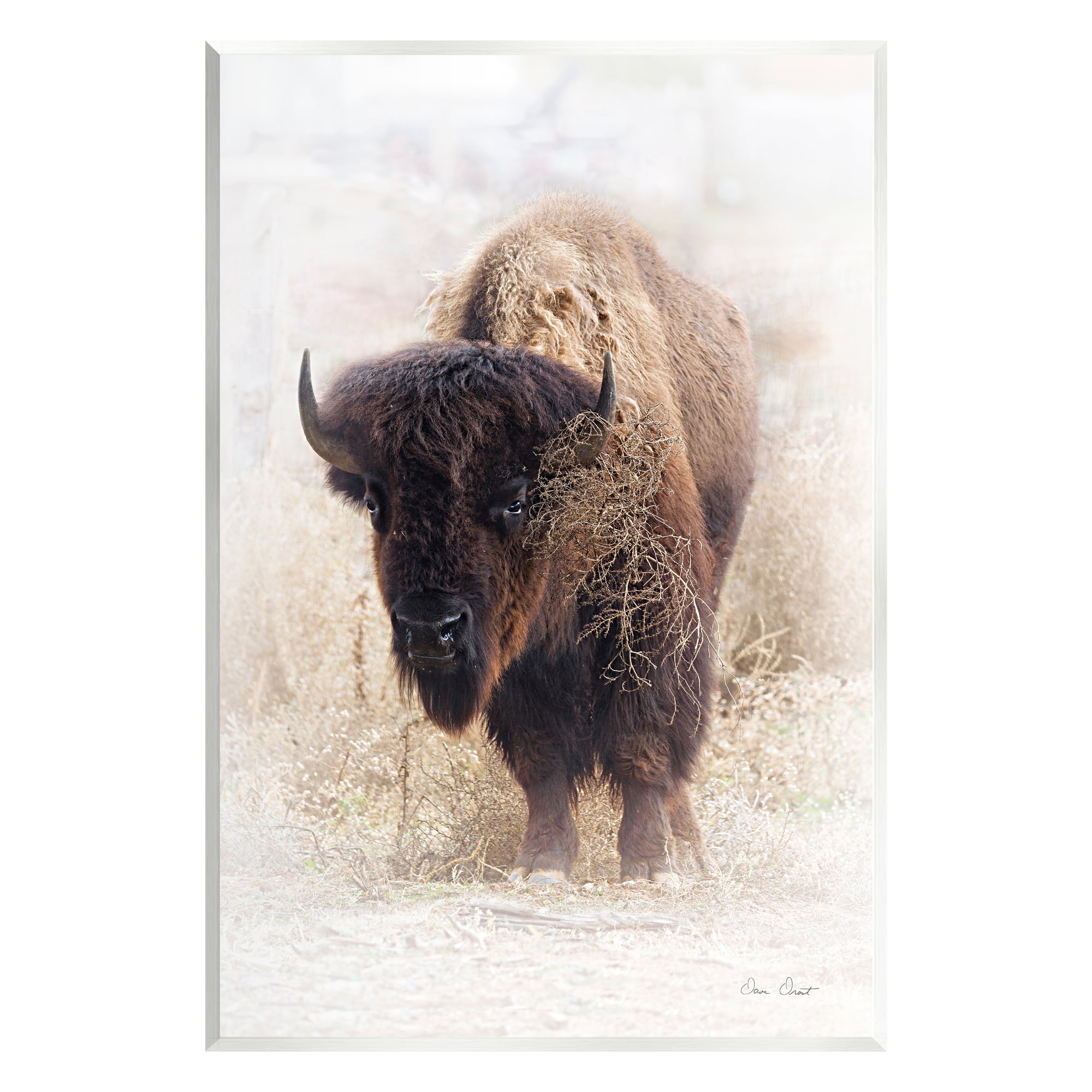 Stupell Industries Bison Grazing Photography Animals & Insects Painting ...