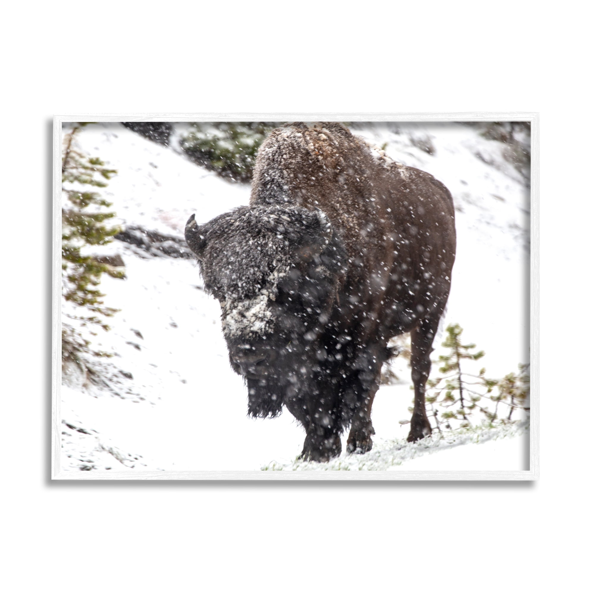 Stupell Industries Bison in Windblown Snow Animals & Insects ...