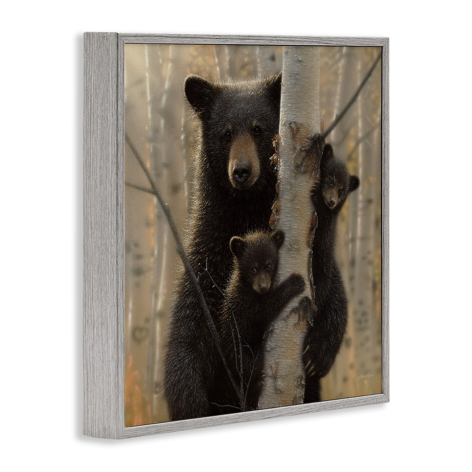 Stupell Industries Black Bear and Cubs Soft Birch Tree Forest, 17 x 17 ...