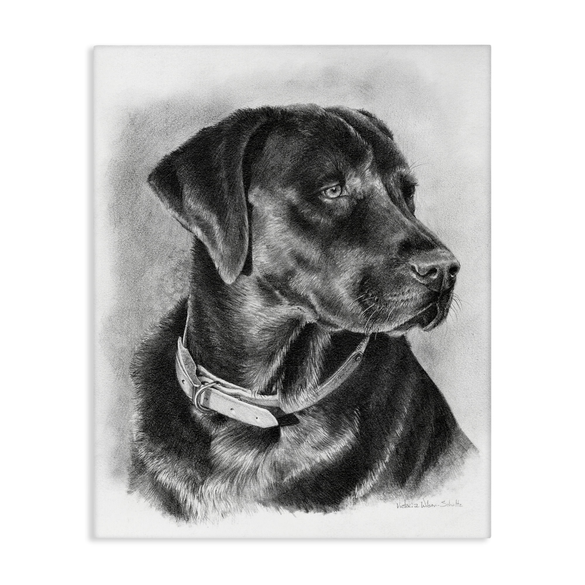 Stupell Industries Black Lab Drawing Animals & Insects Drawing Gallery ...