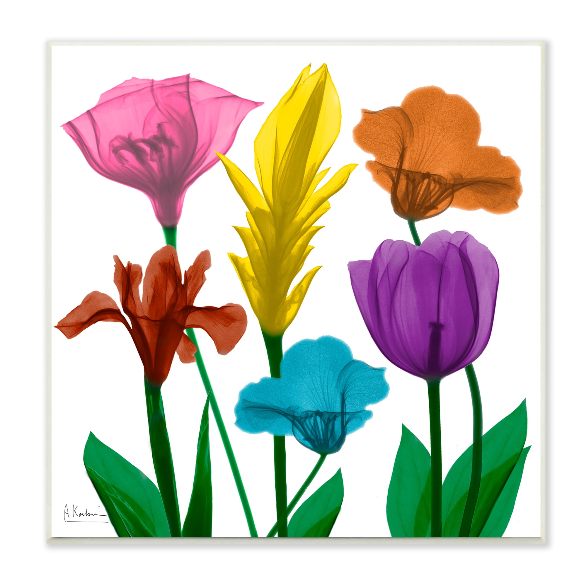 Stupell Industries Bold Rainbow Spring Flowers Botanical Art Print, 12 ...