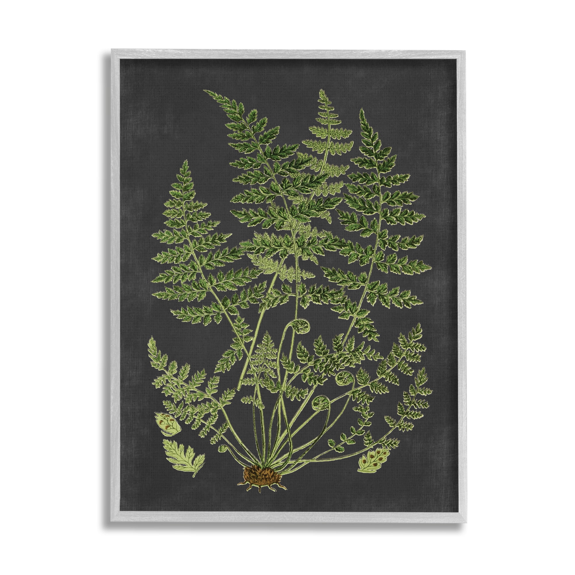 Stupell Industries Botanical Drawing Green Black Design Print Framed ...
