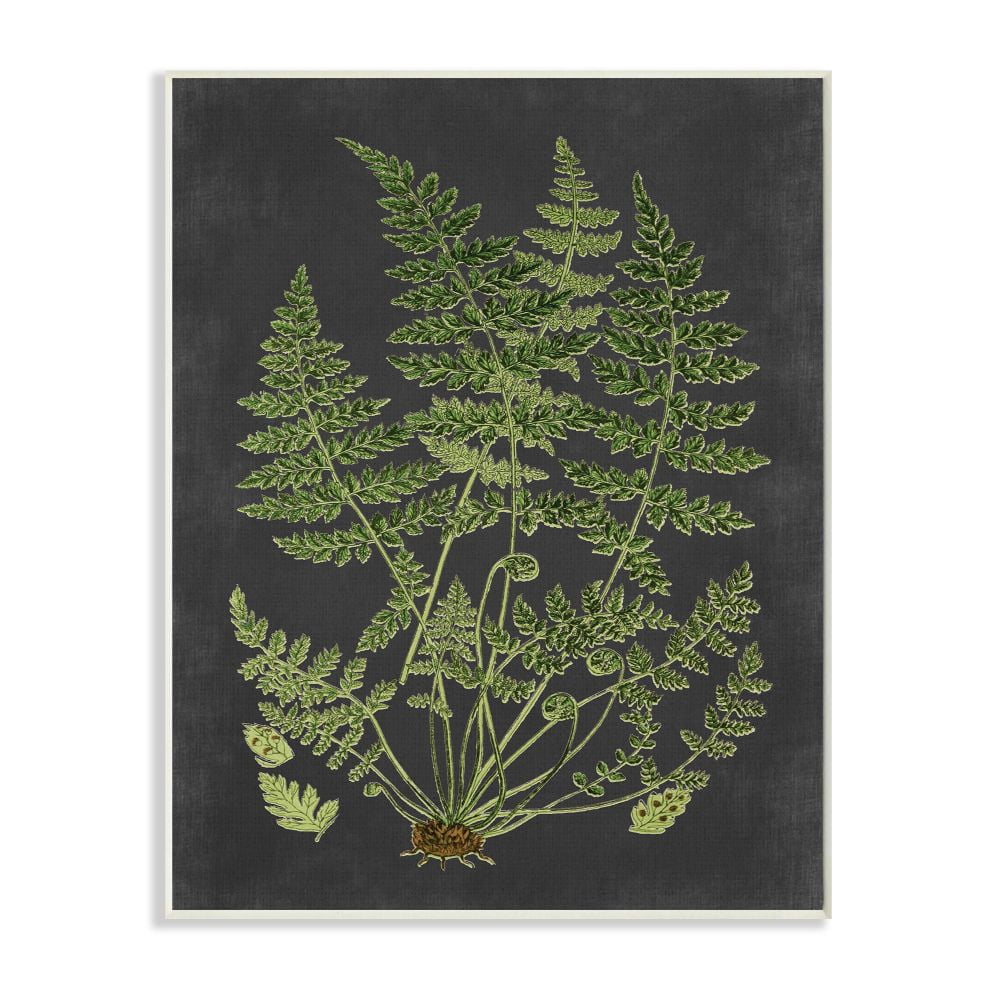 Stupell Industries Botanical Drawing Green Black Design Wall Plaque by ...
