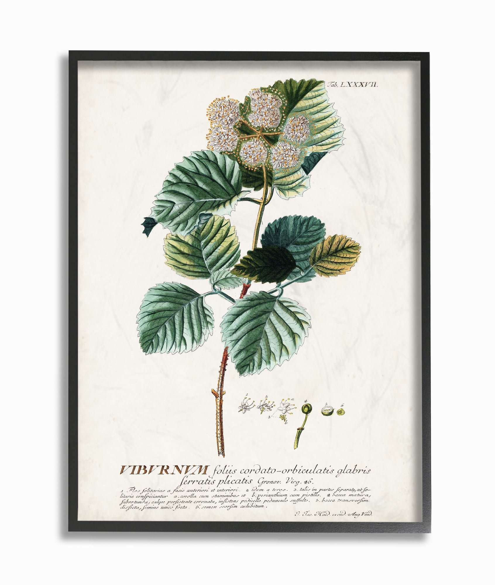 Stupell Industries Botanical Plant Illustration Seeds Vintage Design ...