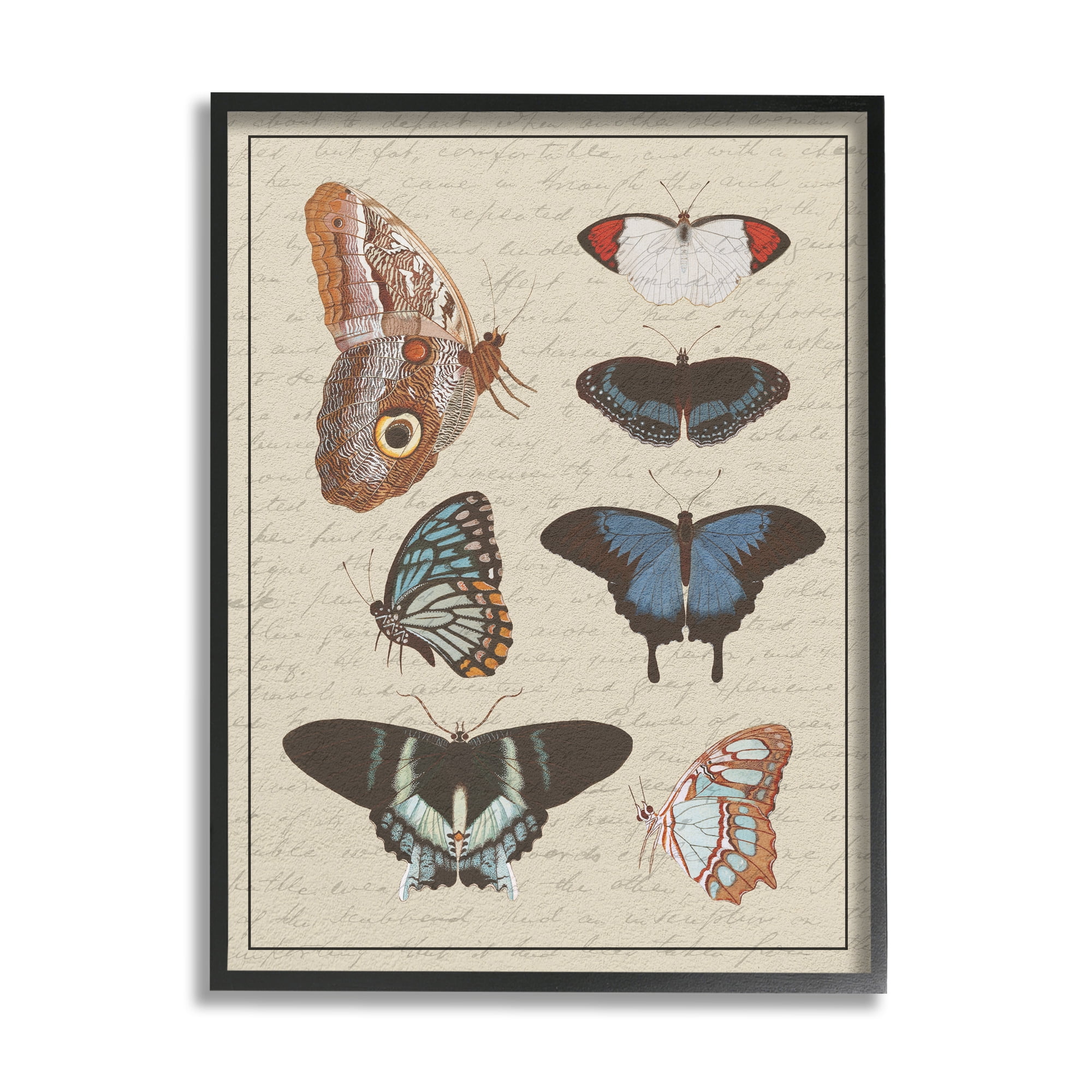 Stupell Industries Butterfly and Moth Study Vintage Cursive Script ...