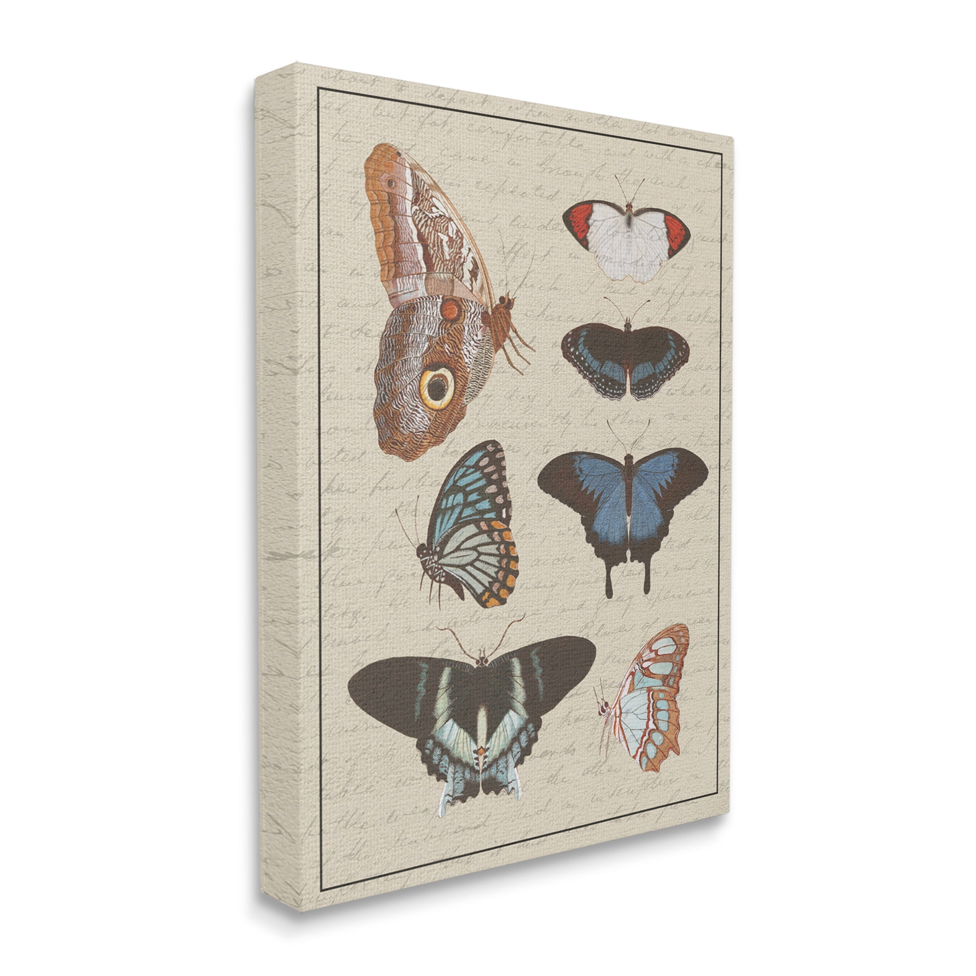 Stupell Industries Butterfly and Moth Study Vintage Cursive Script ...