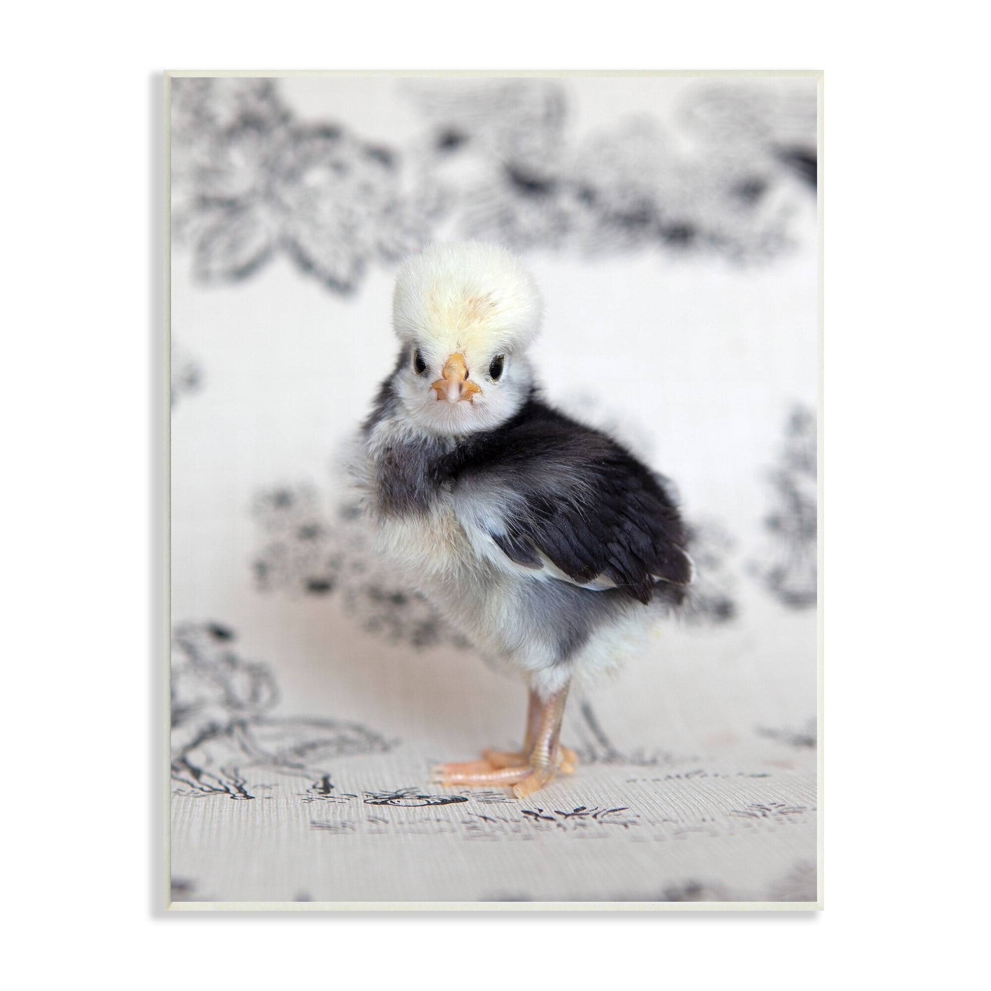 Stupell Industries Calm Baby Bird Chick Gazing Close-Up Photography ...