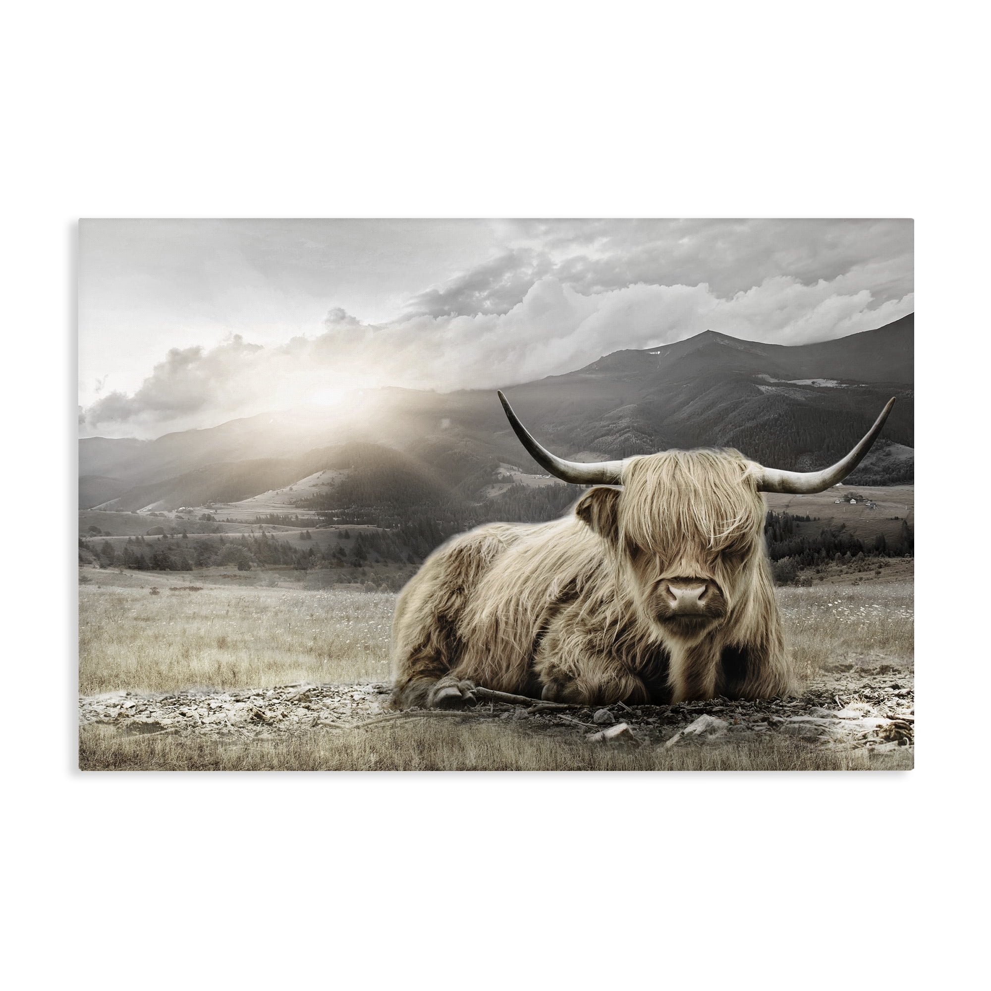 Stupell Industries Cattle Resting in Morning Sun Canvas Wall Art ...