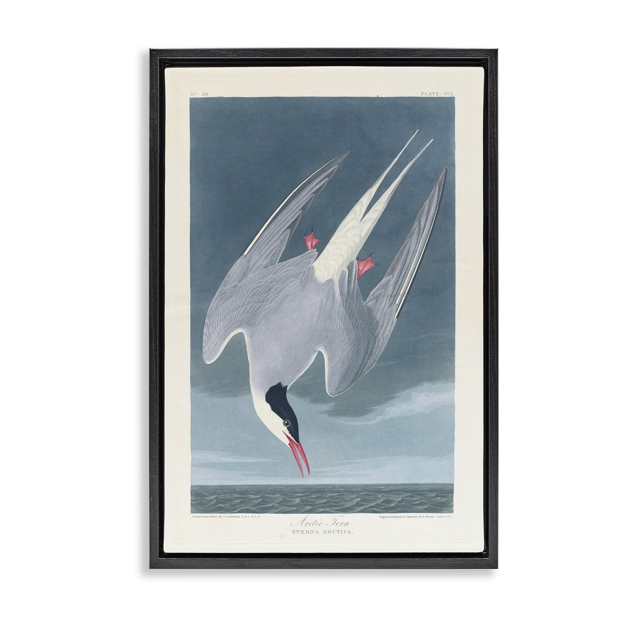Stupell Industries Classic Arctic Tern Bird Animals Painting Black ...