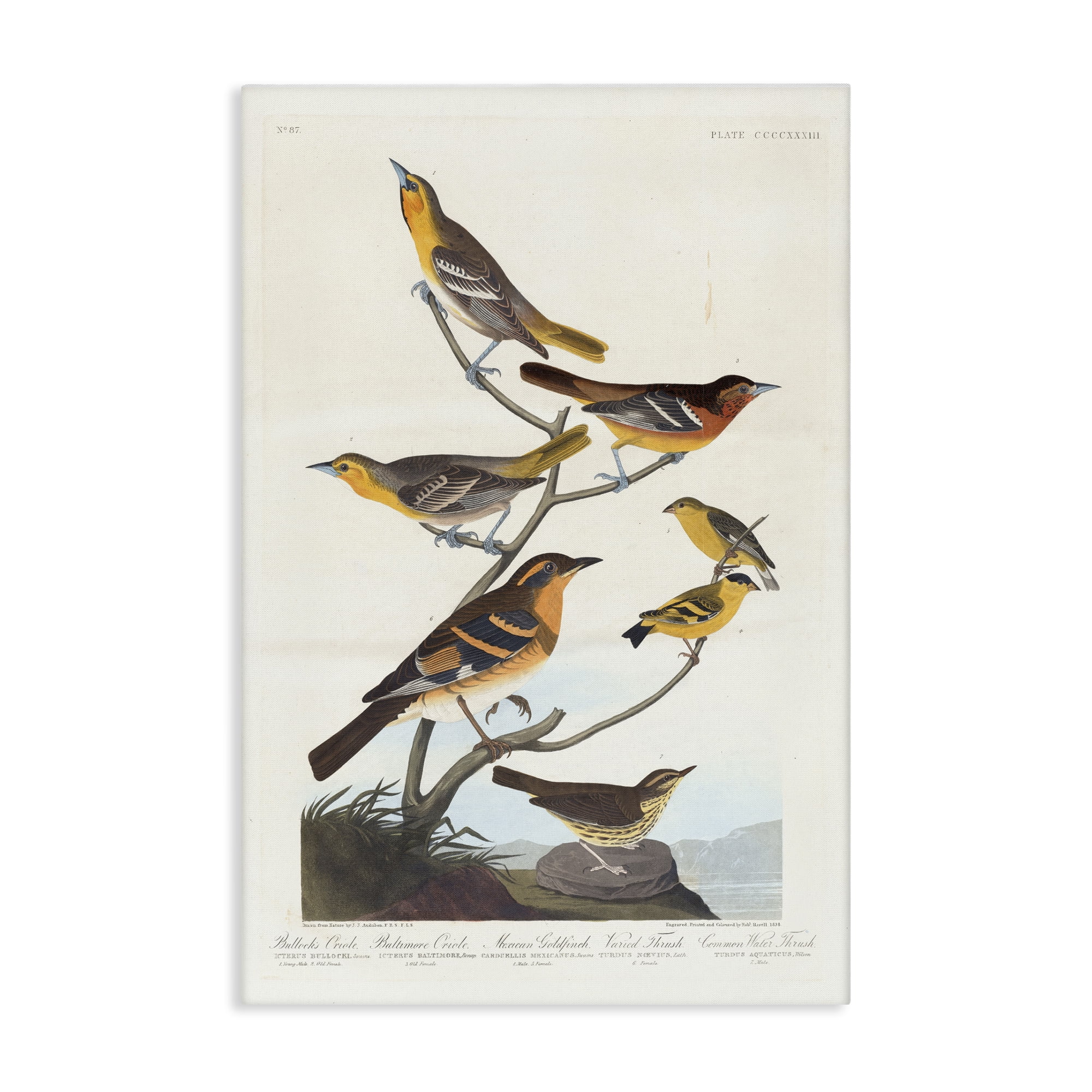 Stupell Industries Classic Bullock's Oriole Study Animals Painting ...