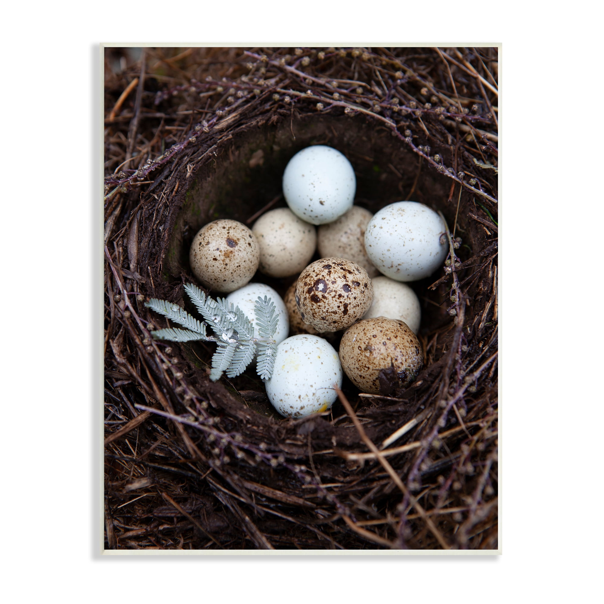 Stupell Industries Close Up Bird Eggs Nest Wildlife Nature Photography ...