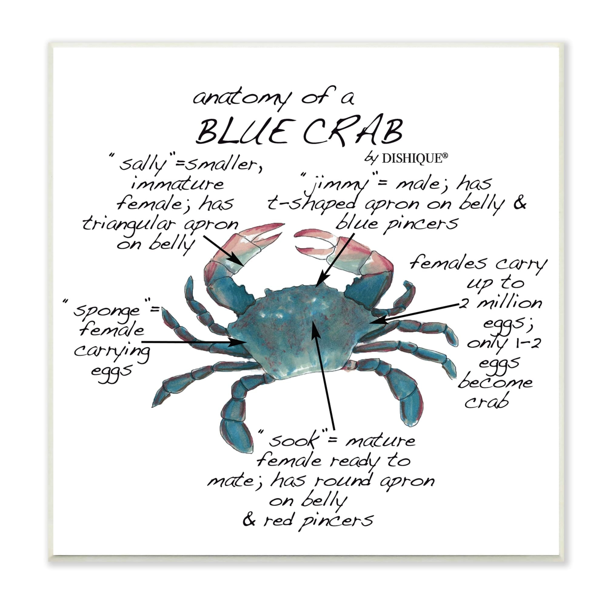 Stupell Industries Crab Anatomy Facts Educational Sea Life Diagram ...