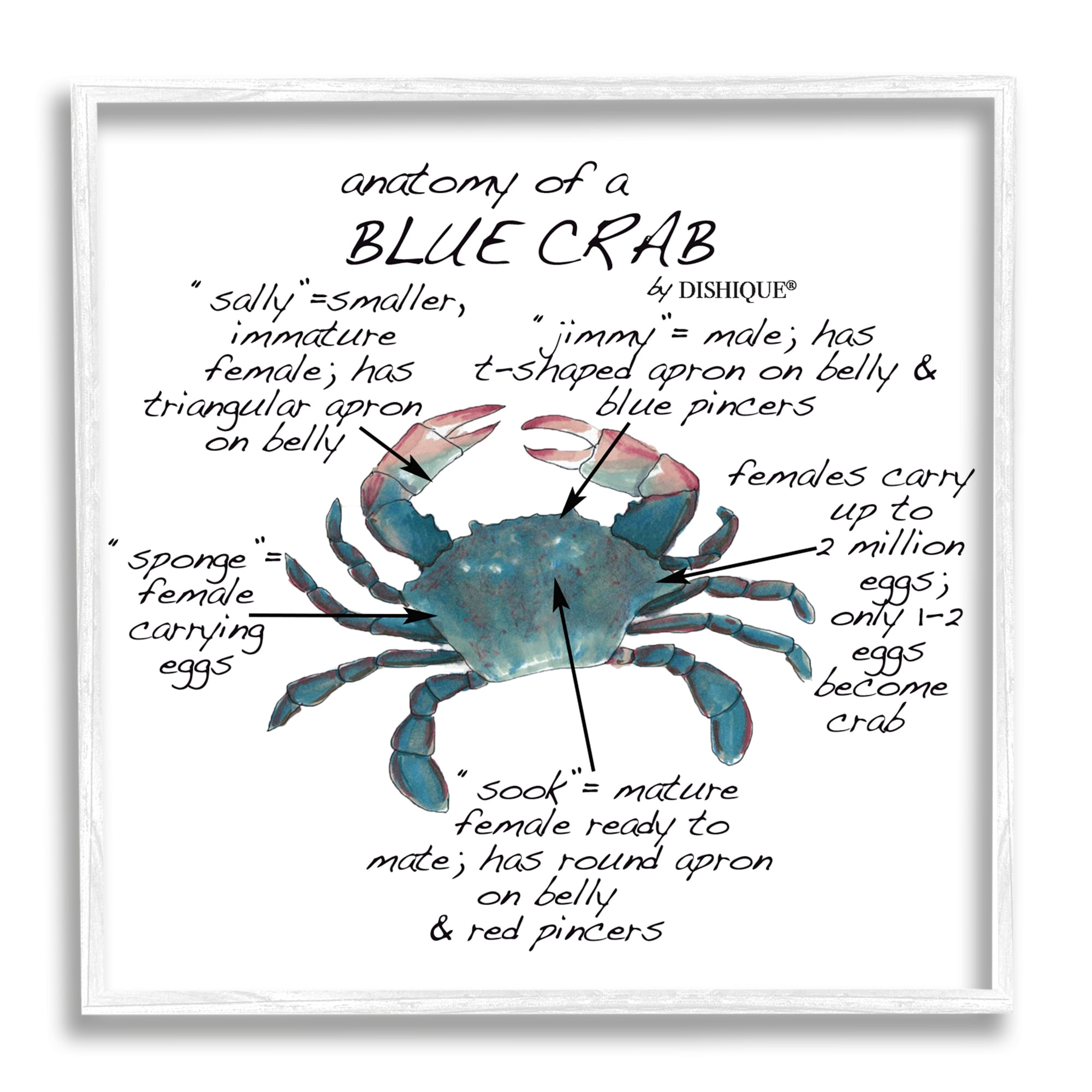 Stupell Industries Crab Anatomy Facts Educational Sea Life Diagram ...
