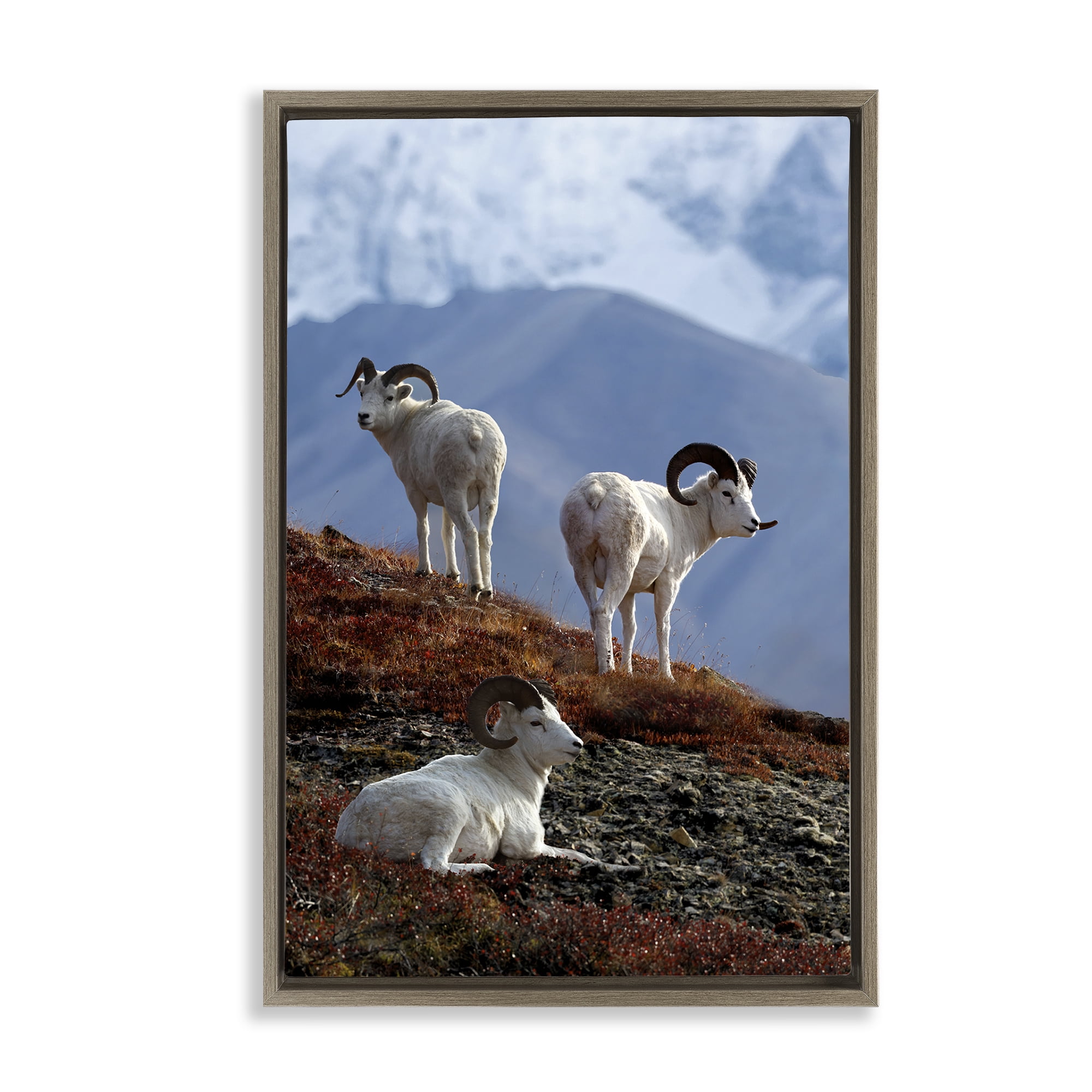 Stupell Industries Dall Sheep on Cliff Landscape & Nature Photography ...