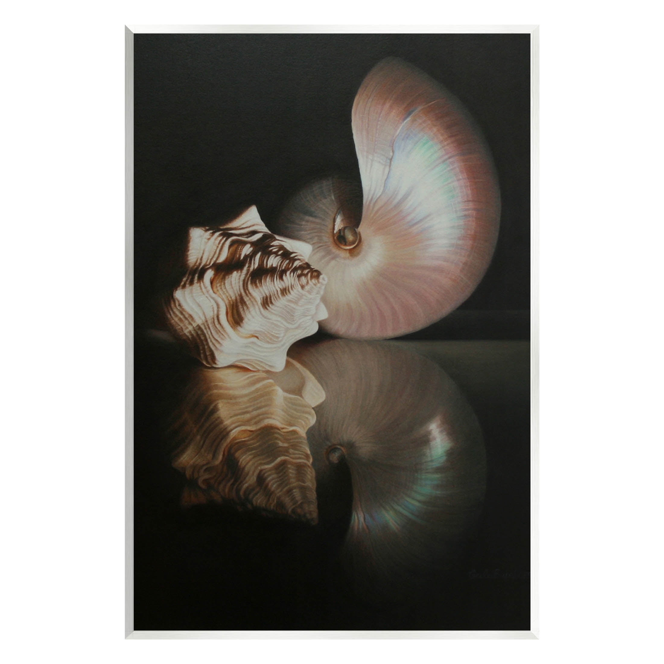 Stupell Industries Dark Sea Shells Still Life Photograph Unframed Art ...