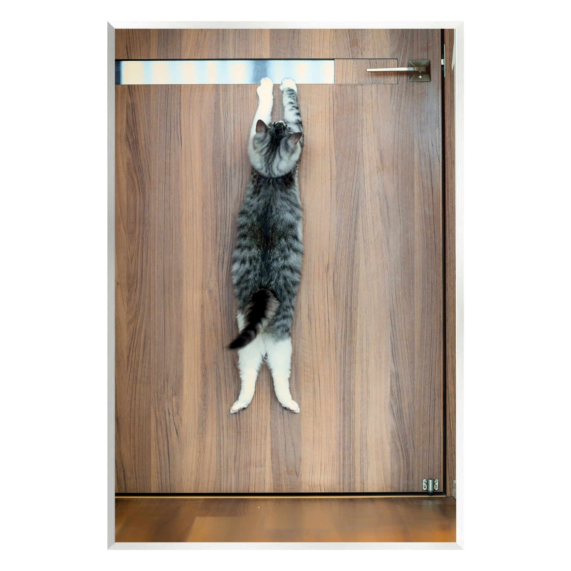 Stupell Industries Desperate Cat Escaping Animals & Insects Photography ...