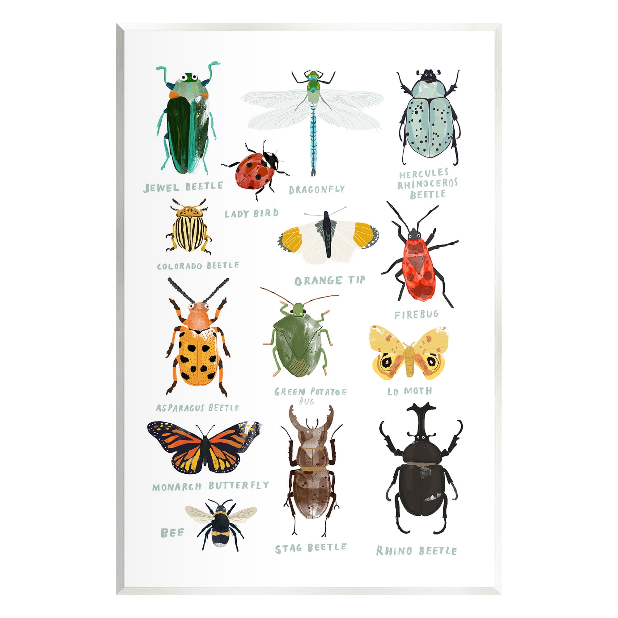 Stupell Industries Educational Bug Types Animals & Insects Painting ...