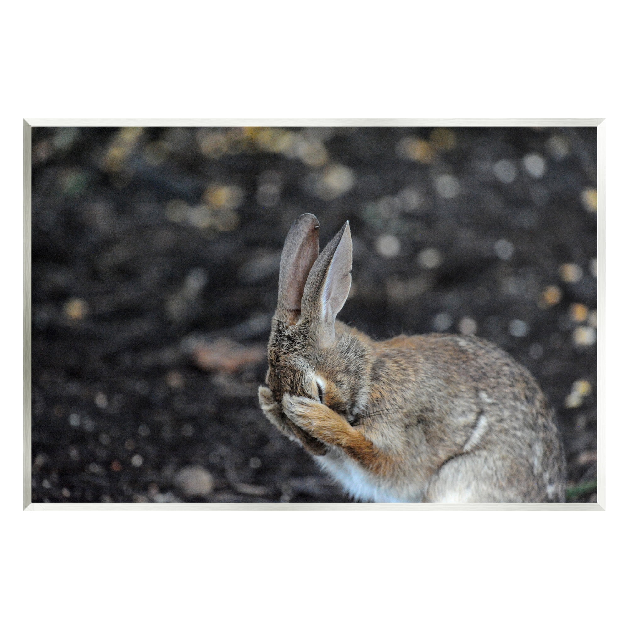 Stupell Industries Embarrassed Rabbit Photograph Animals & Insects ...