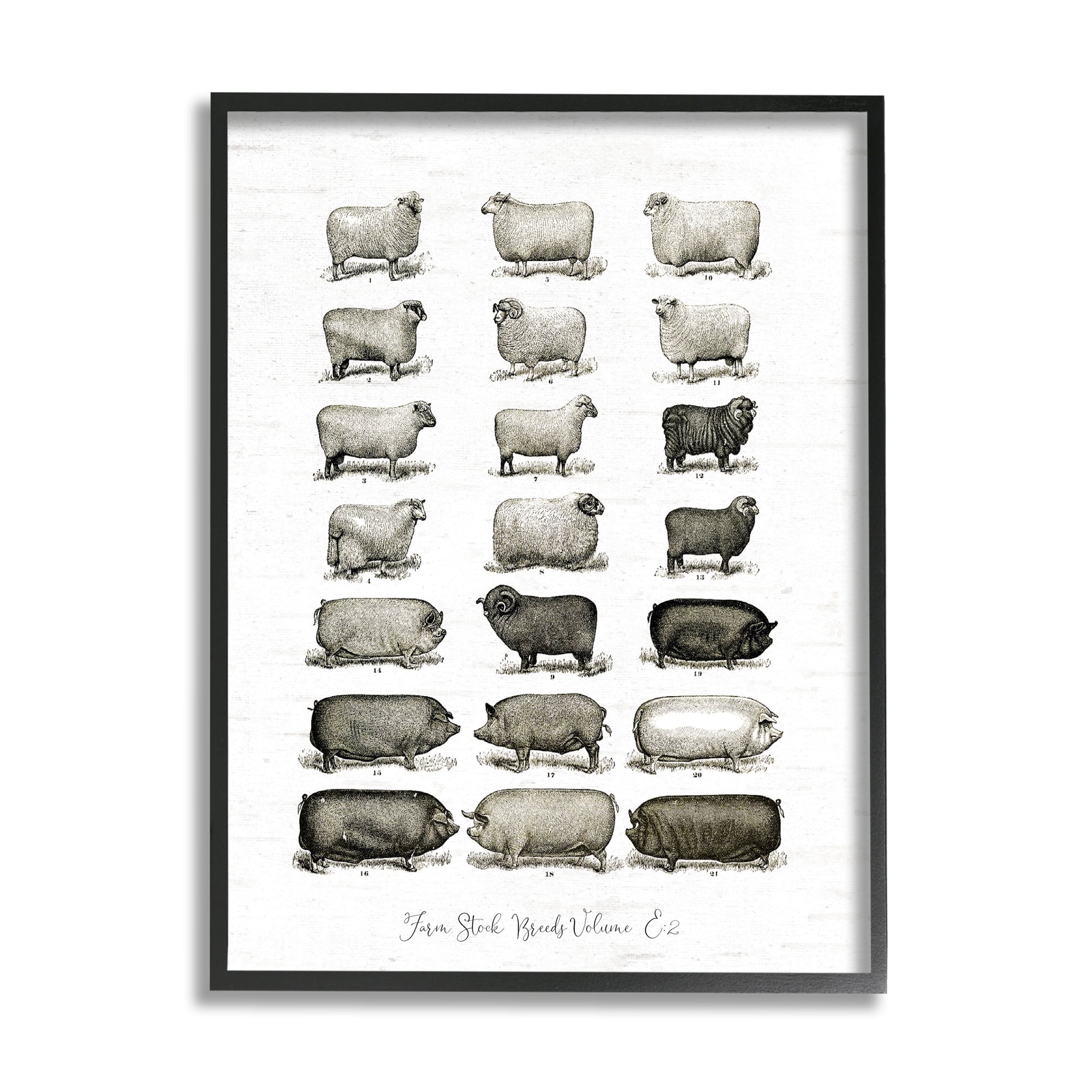 Stupell Industries Farm Animal Breeds Pigs Sheep Diagram Chart Graphic ...