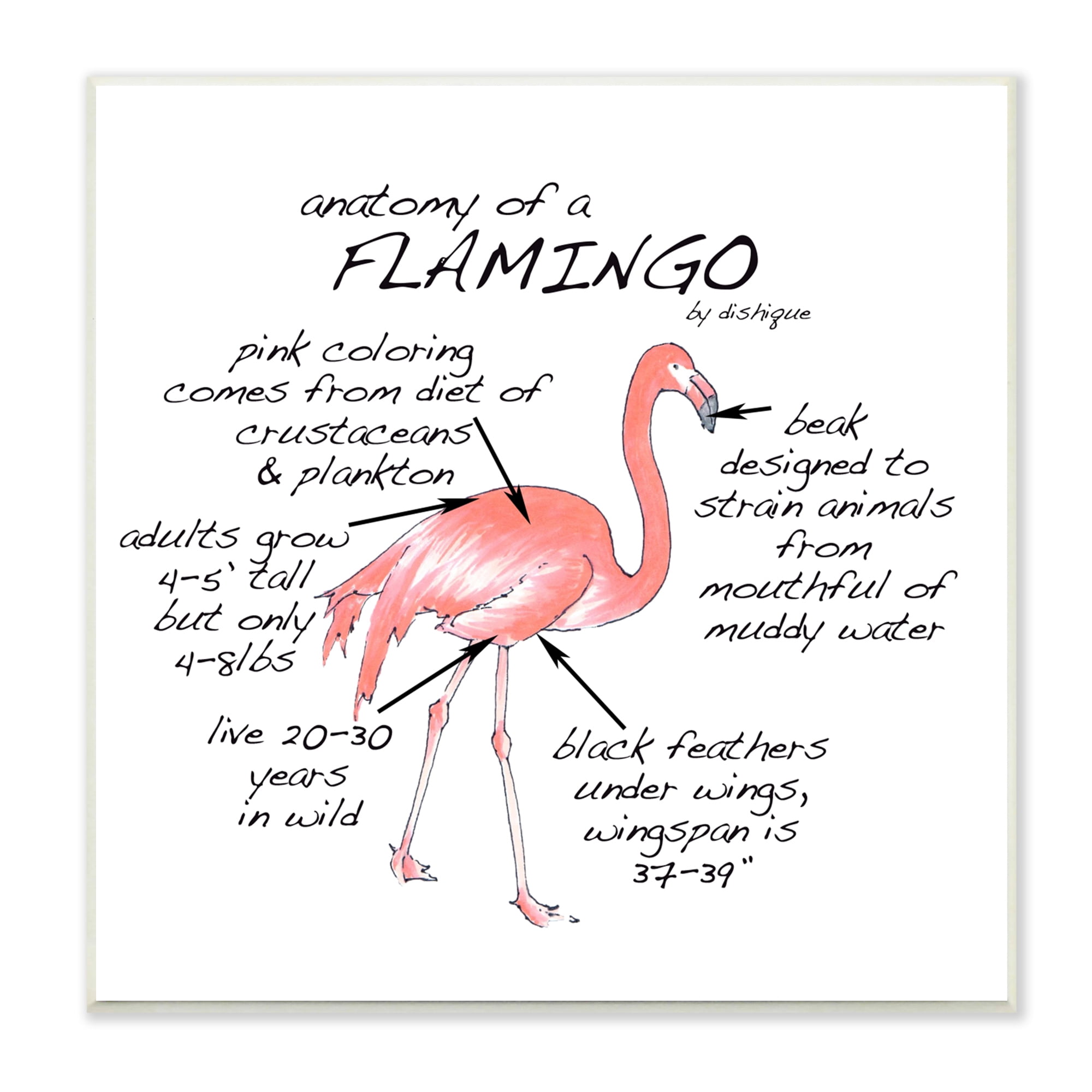 Stupell Industries Flamingo Bird Facts Chart Educational Wildlife ...