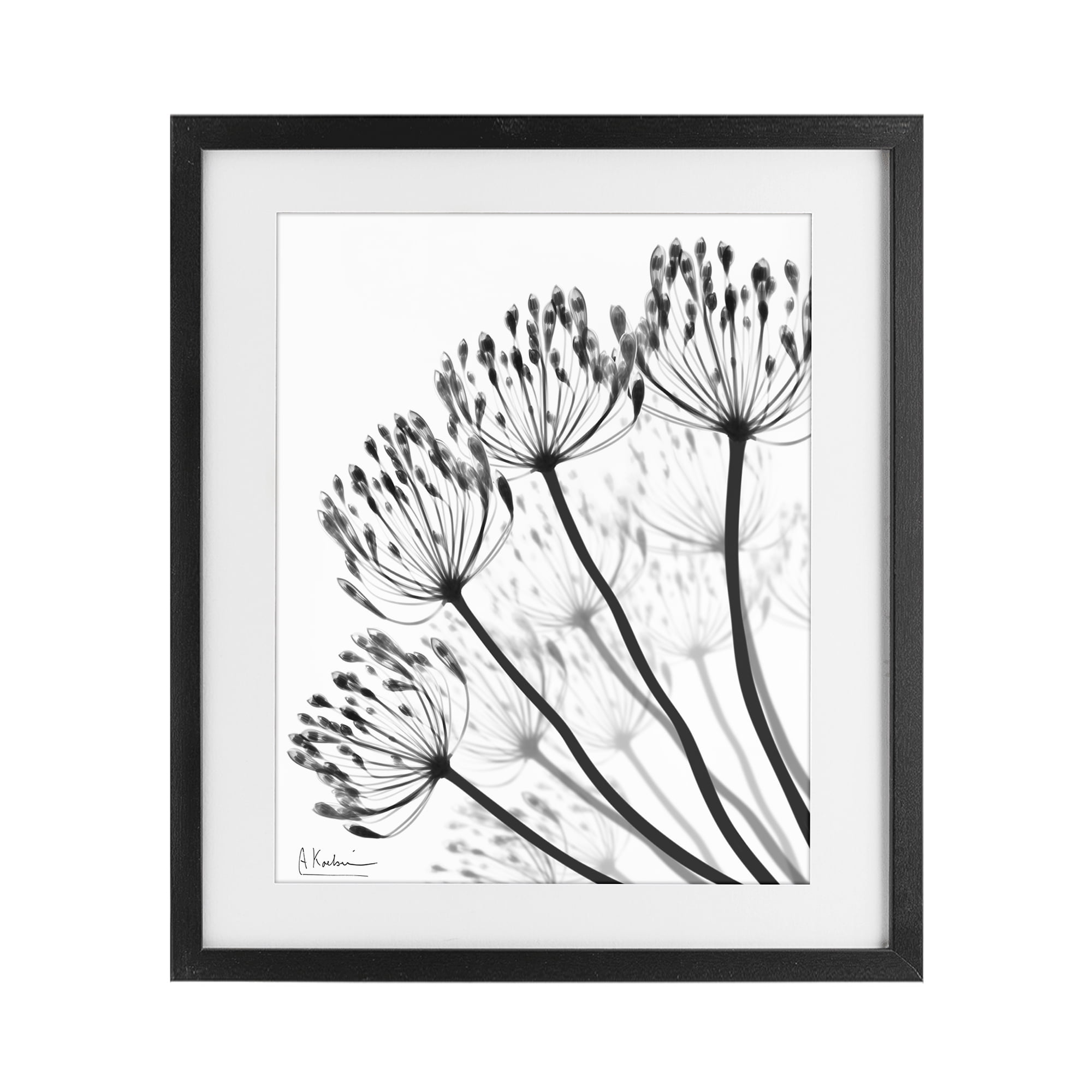 Stupell Industries Floral Fan Dandelions Black Framed Print Under Glass ...