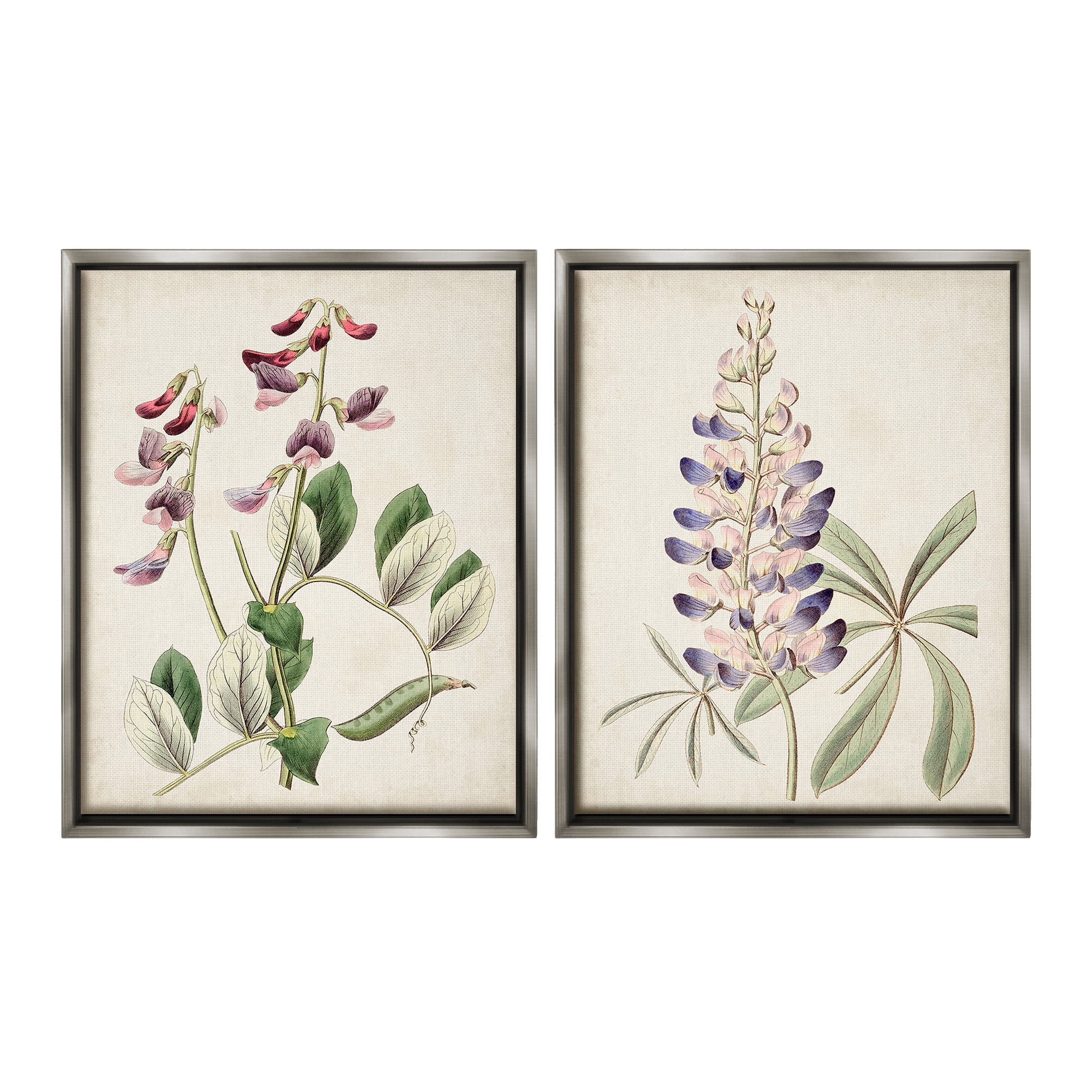 Stupell Industries Foxglove Latin Studies Botanical & Floral Painting ...