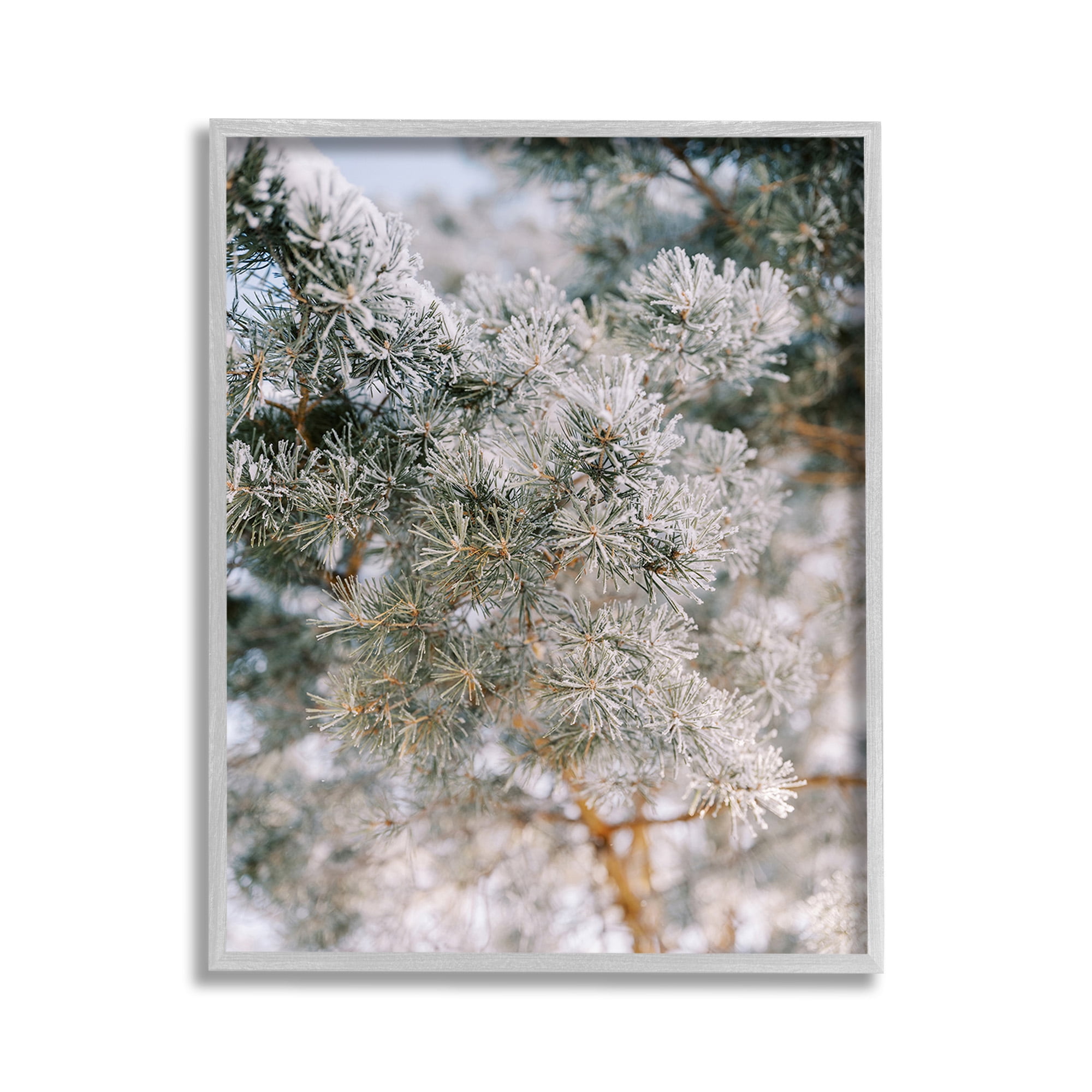 Stupell Industries Frosted Fir Tree Branches Landscape Photography Gray ...