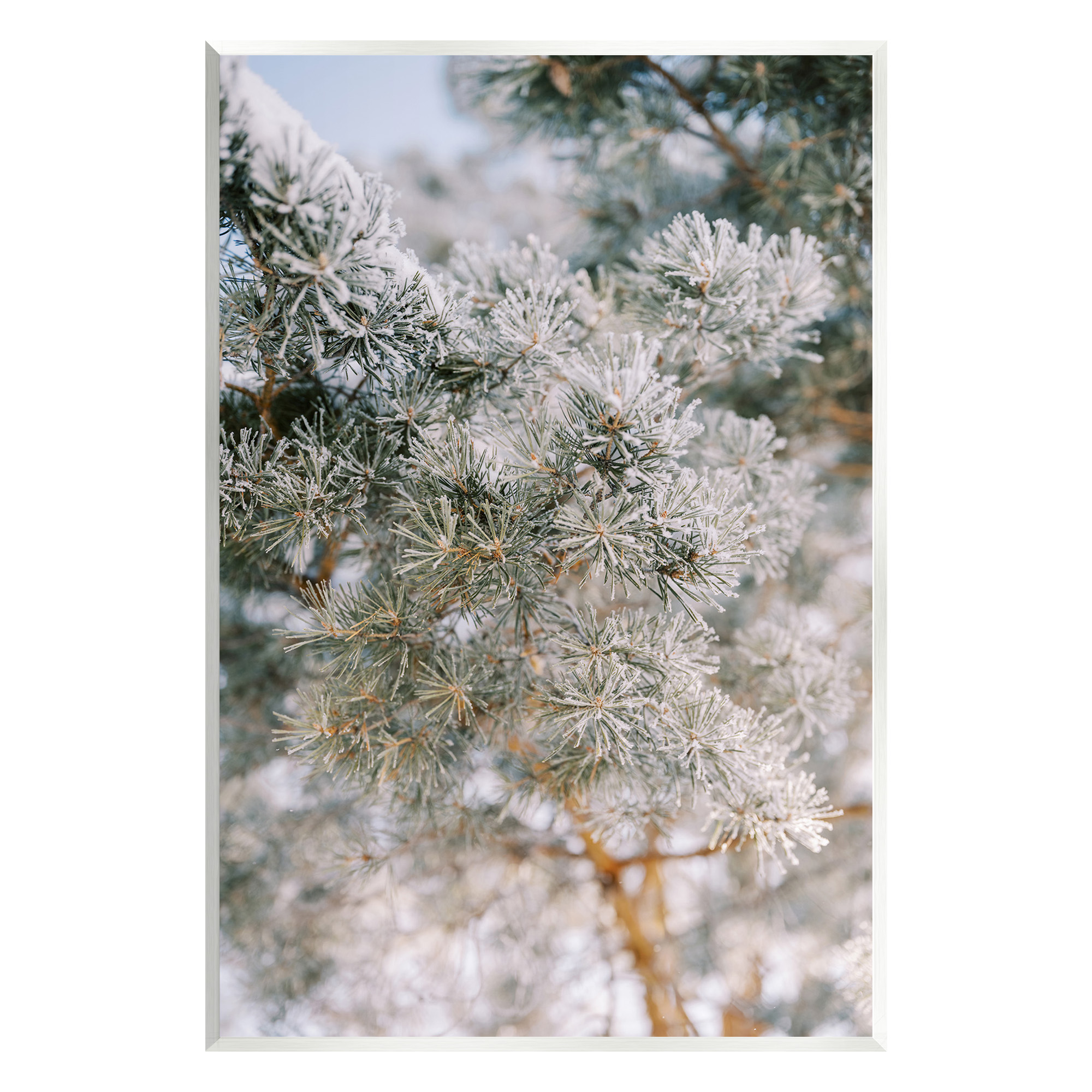 Stupell Industries Frosted Fir Tree Branches Landscape Photography ...
