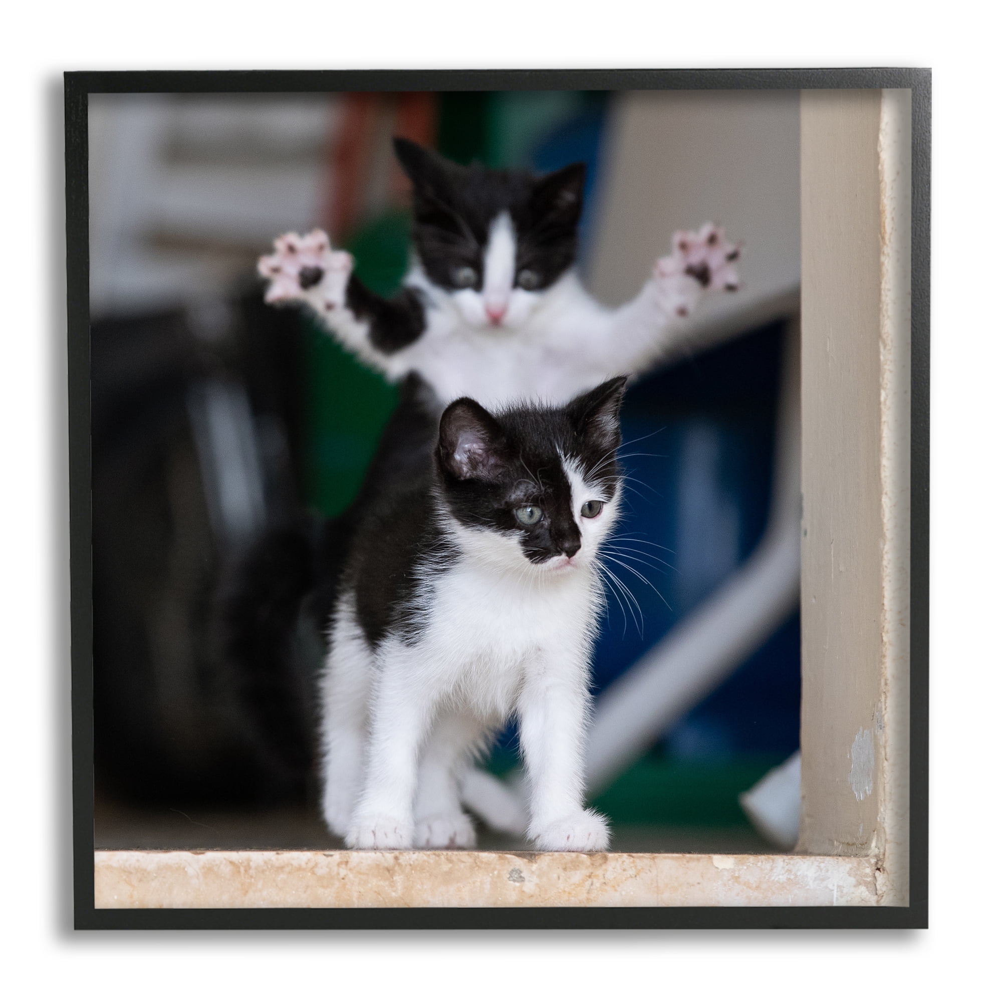 Stupell Industries Funny Cat Pose Photography Animals & Insects ...