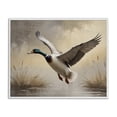 Stupell Industries Gliding Mallard over Wetlands White Framed Giclee ...
