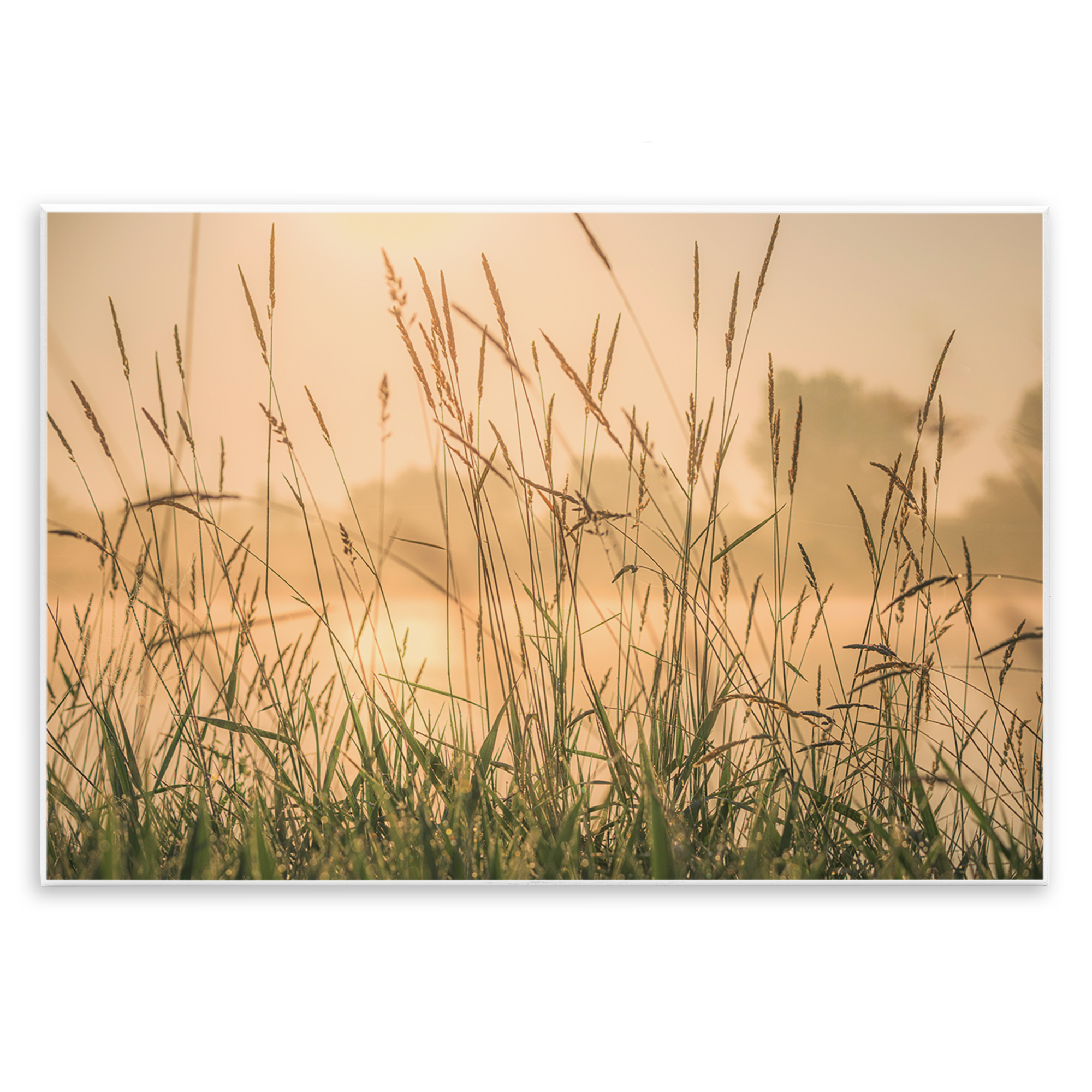Stupell Industries Grassy Country Reeds Landscape & Nature Photography ...