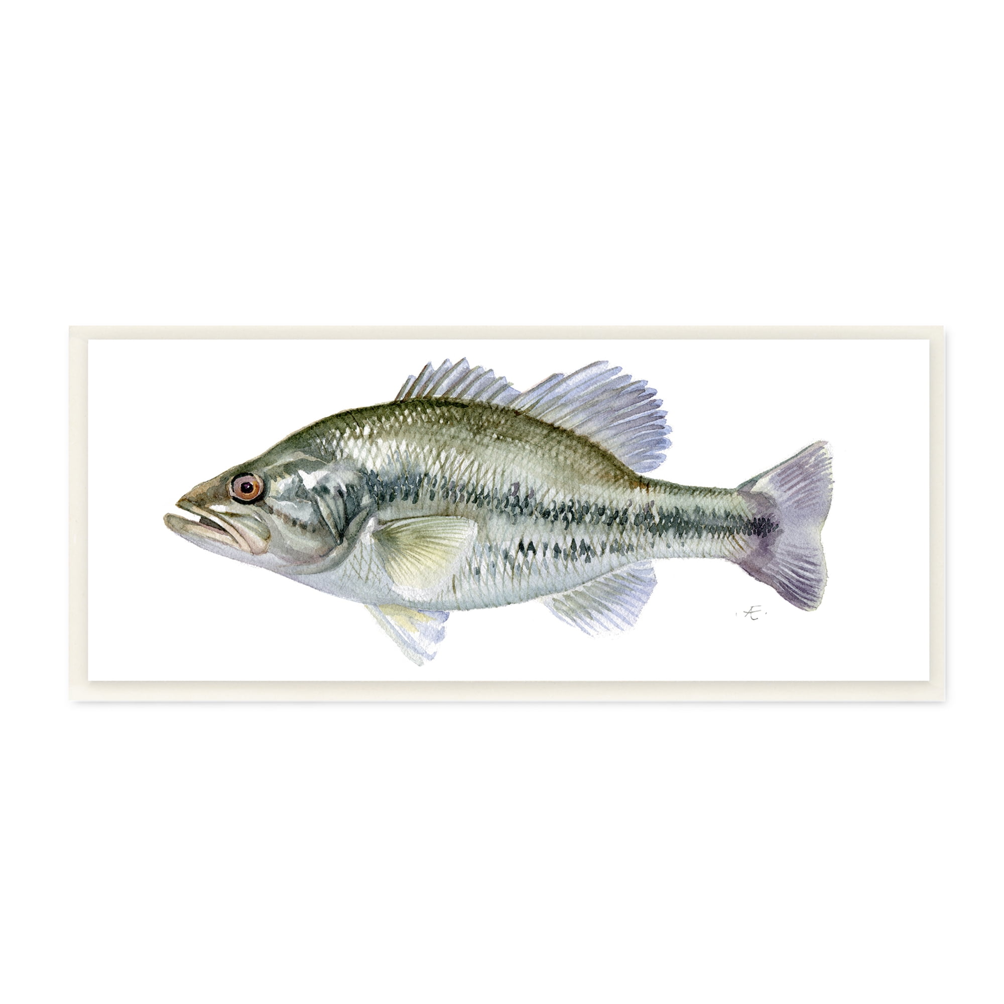 Watercolor Bass Fish
