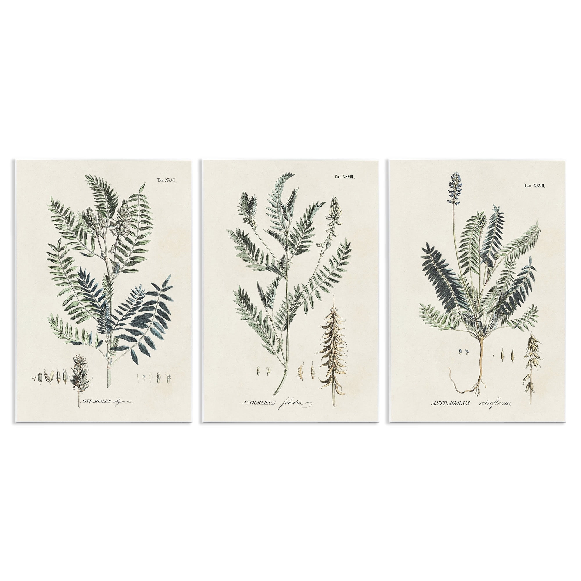 Stupell Industries Green Botanical Latin Study Vintage Herb Motif ...