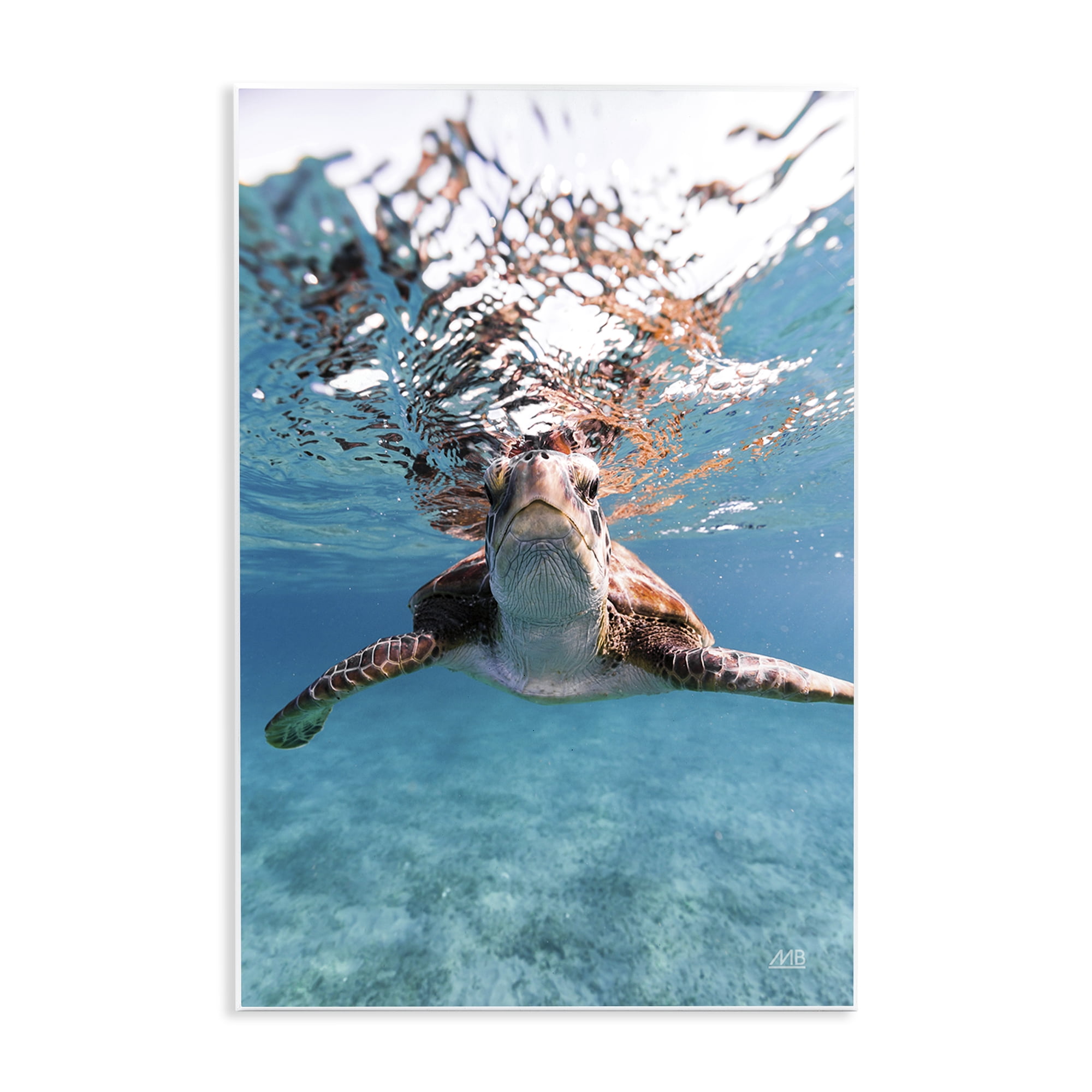 Stupell Industries Hello Sea Turtle Splash Animals Photography Unframed ...