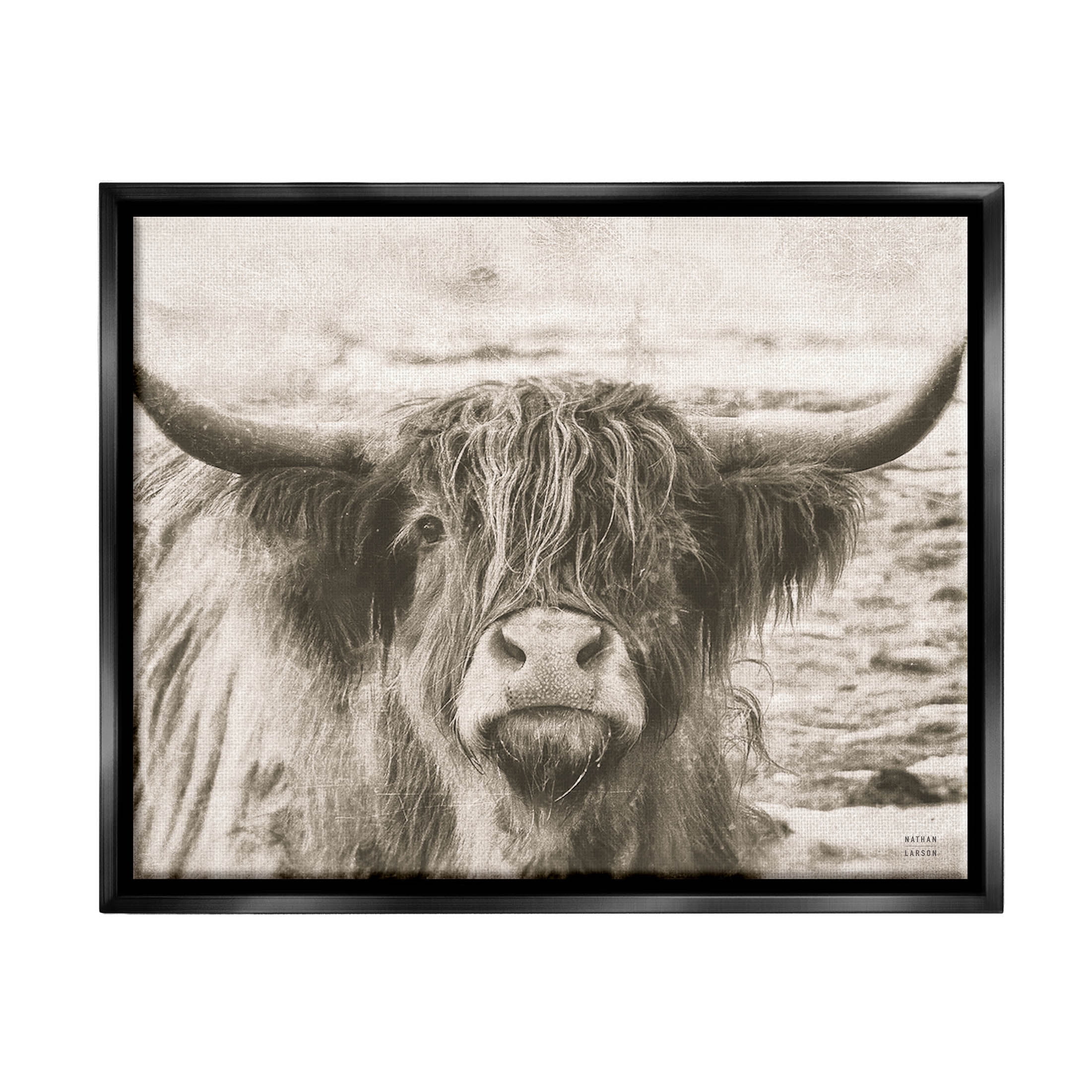 Stupell Industries Highland Cattle Cow Gazing Photography Photograph ...