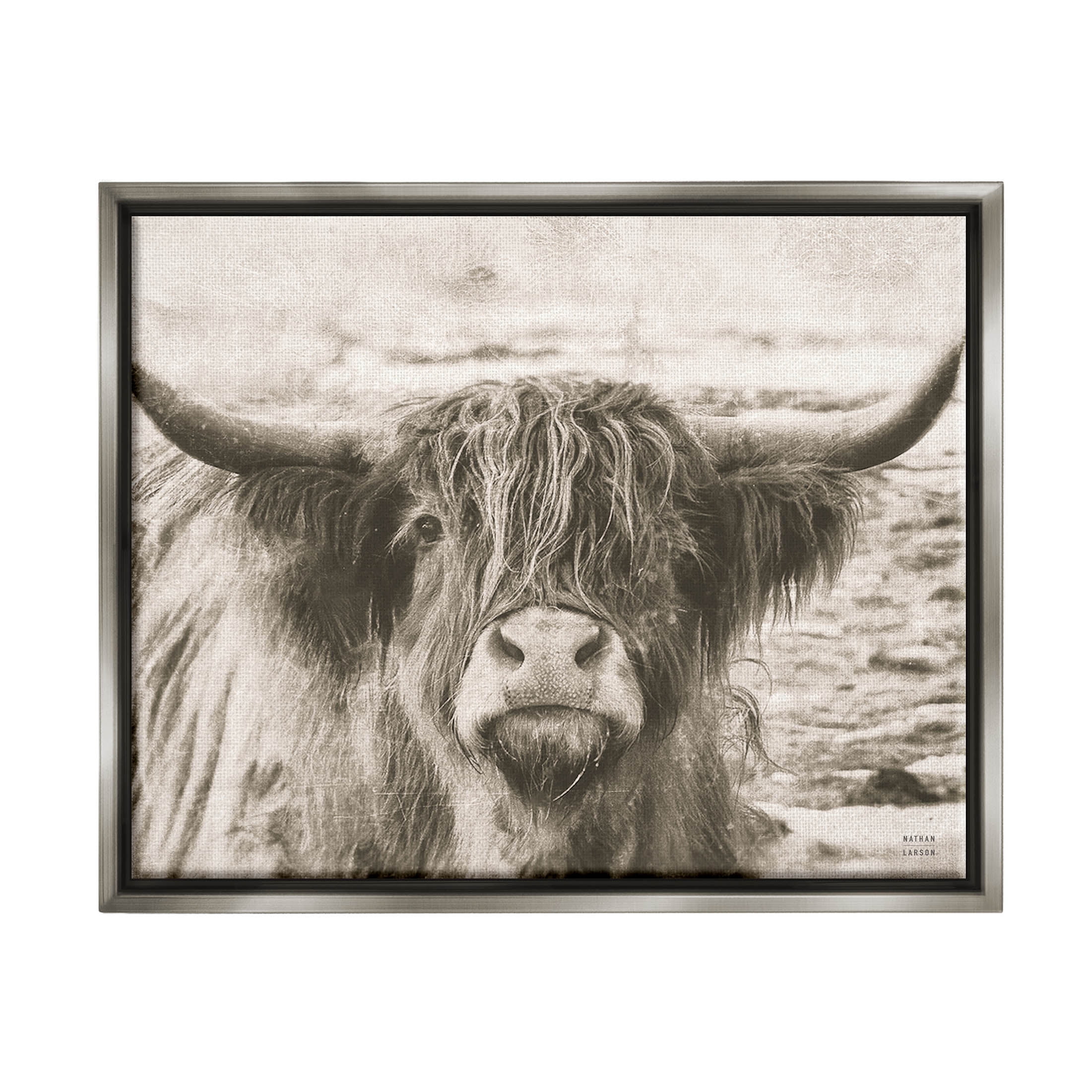 Stupell Industries Highland Cattle Cow Gazing Photography Photograph ...
