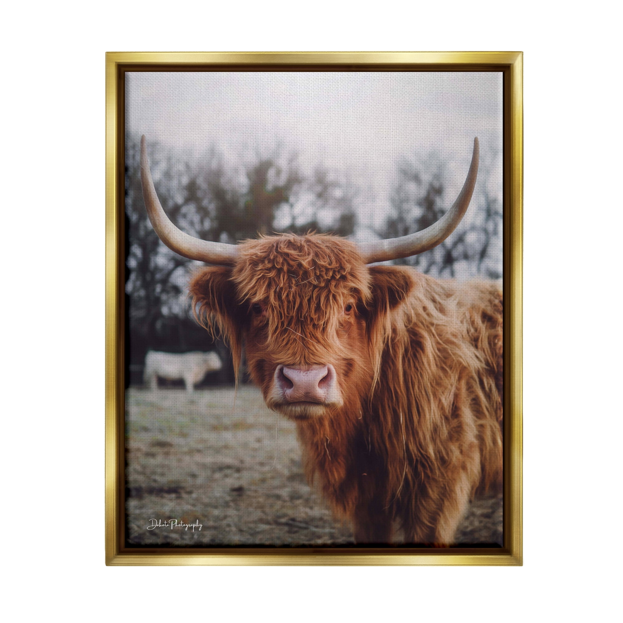 Stupell Industries Highland Cattle Cow Gazing Warm Sunny Portrait ...