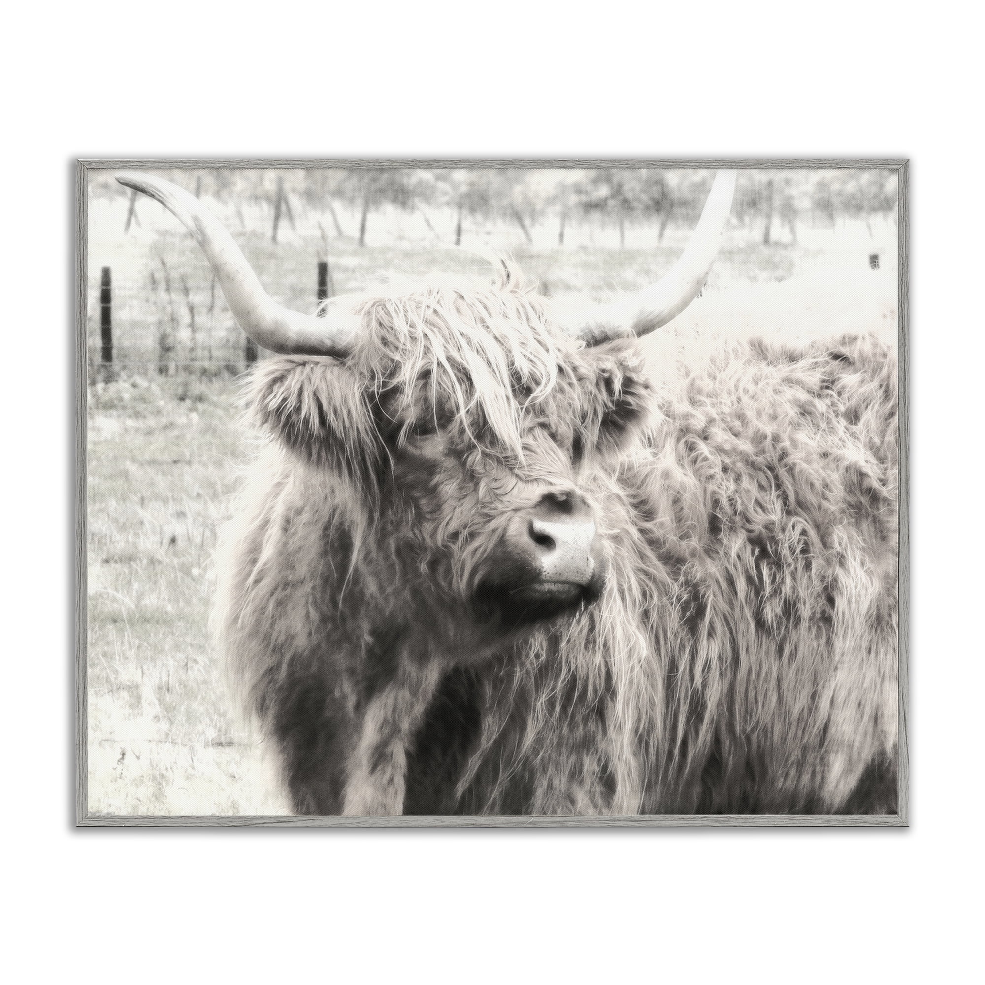 Stupell Industries Highland Cow Gazing Portrait Animals Photography ...