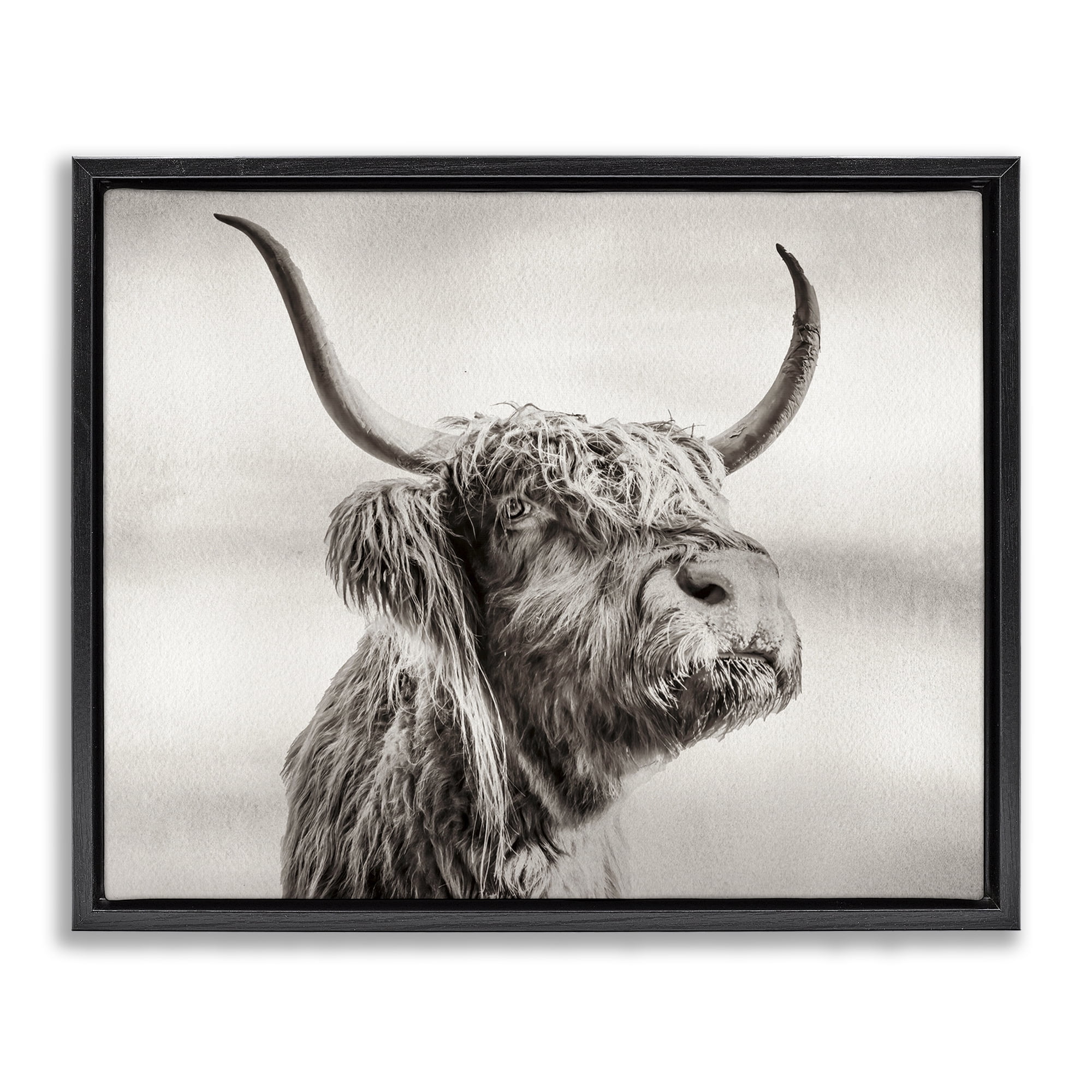 Stupell Industries Horned Highland Cow Gazing Black Framed Floater ...