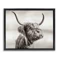 Stupell Industries Horned Highland Cow Gazing Black Framed Floater ...