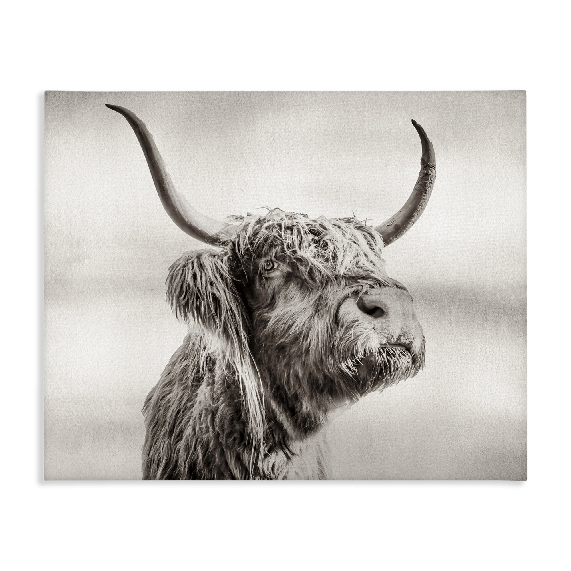 Stupell Industries Horned Highland Cow Gazing Canvas Wall Art, design ...