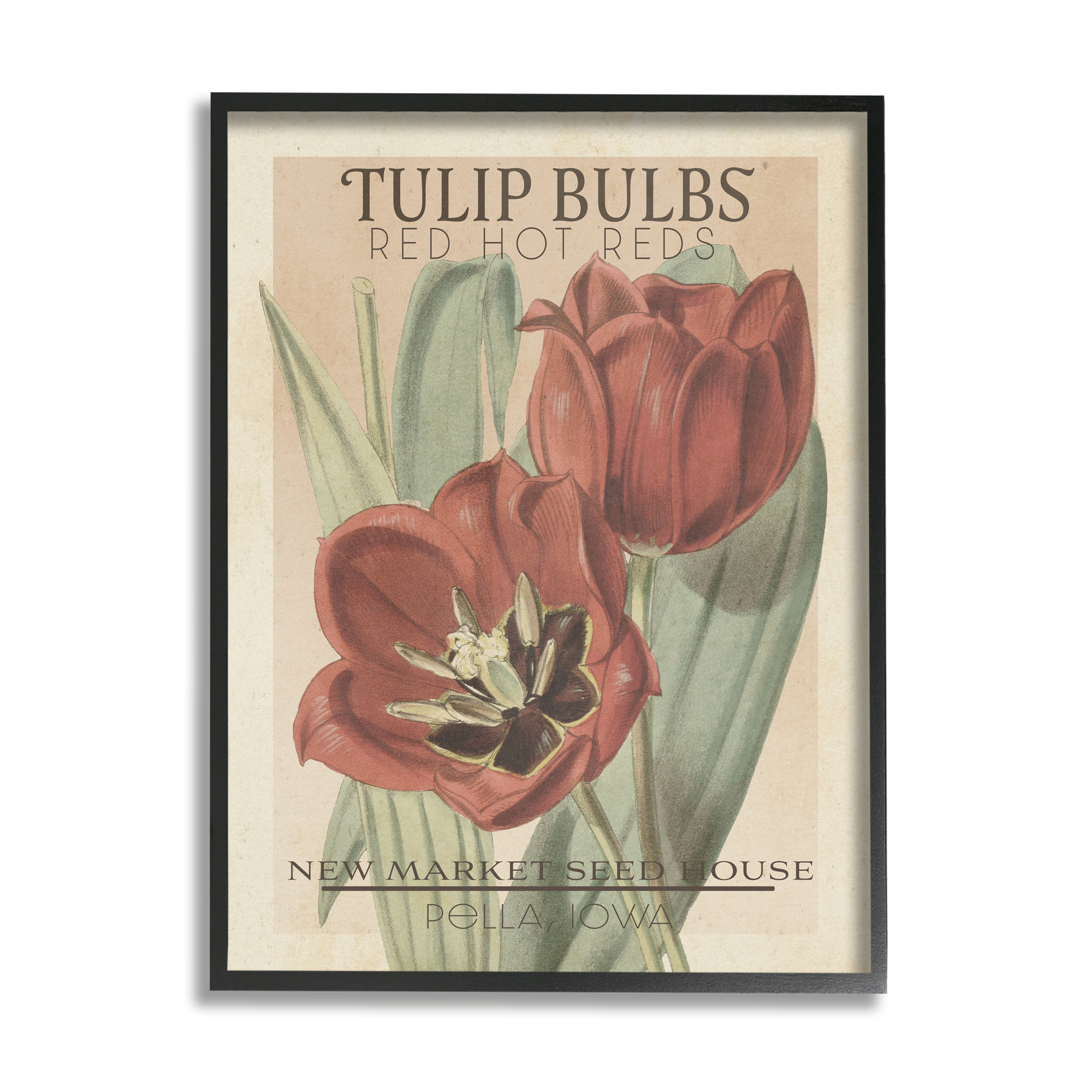 Stupell Industries Hot Red Tulip Bulbs Vintage Floral Giclee Textured ...