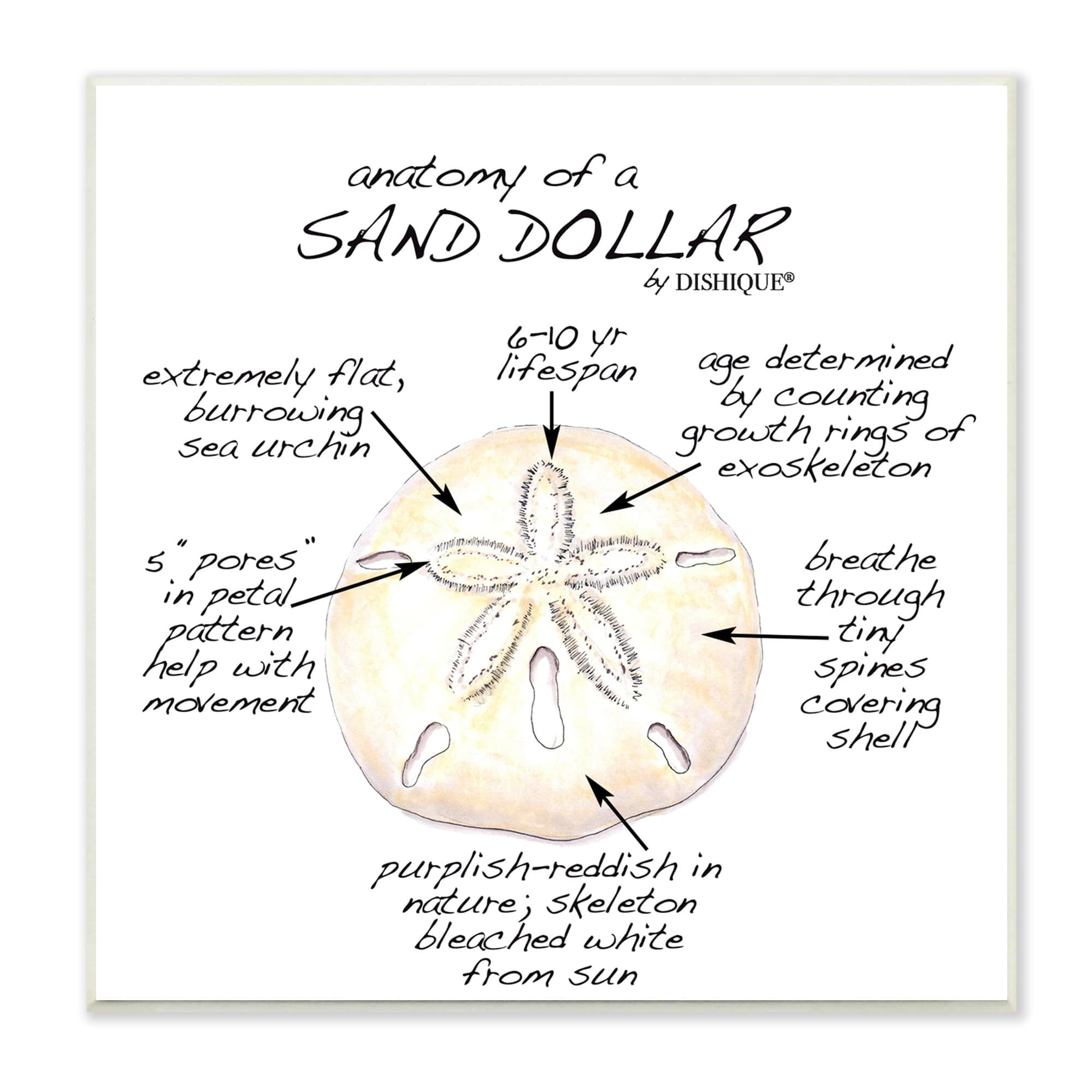 Stupell Industries Informative Sand Dollar Learning Chart Nautical ...