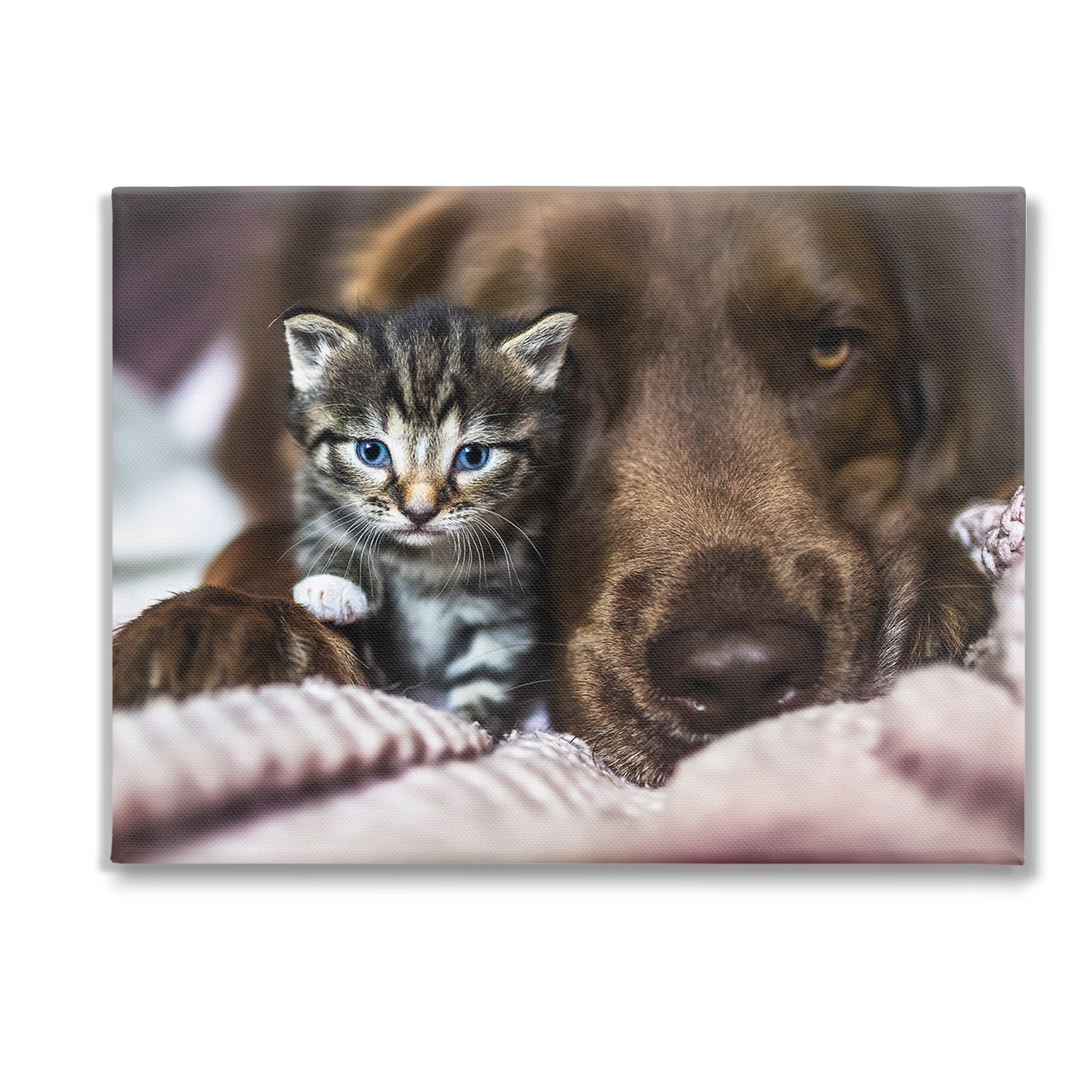 Stupell Industries Kitten & Dog Snuggling Animals & Insects Painting ...