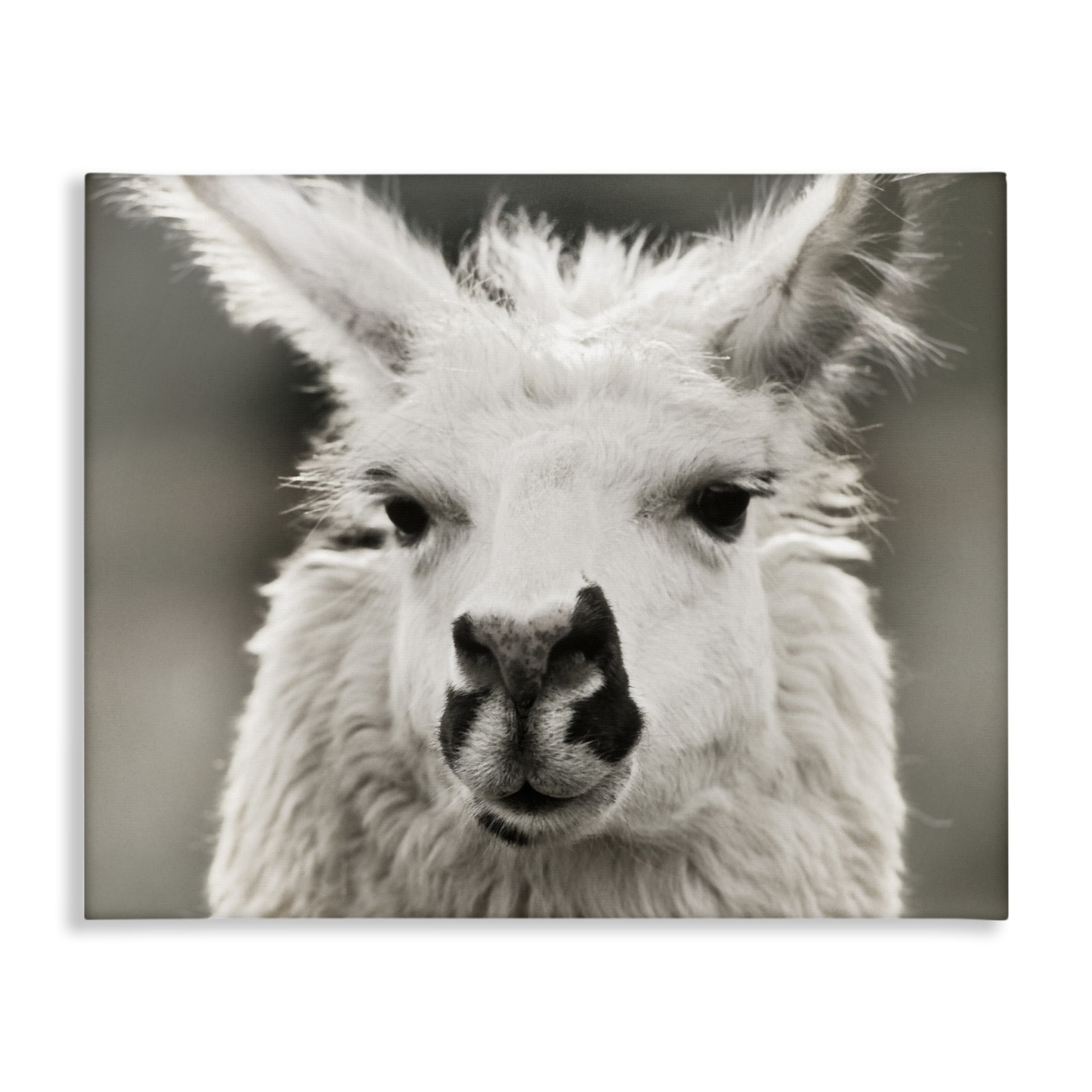 Free Shipping! Stupell Industries Llama Portrait Animals Photography ...