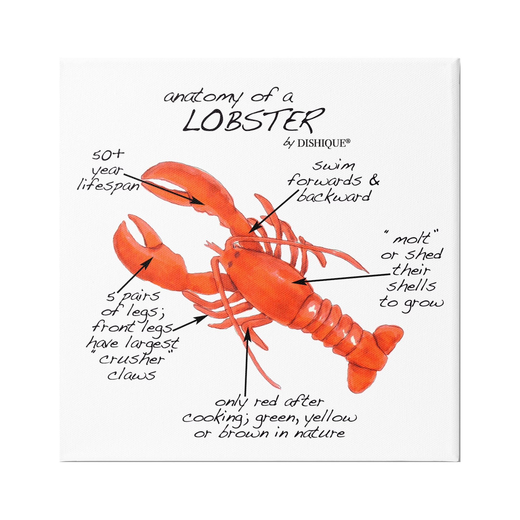 Stupell Industries Lobster Anatomy Nautical Sea Life Learning Chart ...