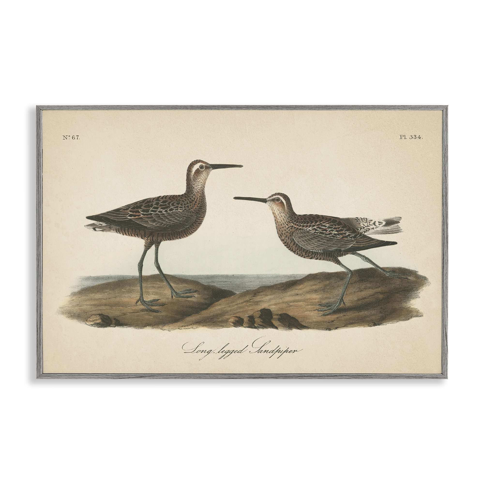 Stupell Industries Long Legged Sandpiper Animals & Insects Painting ...