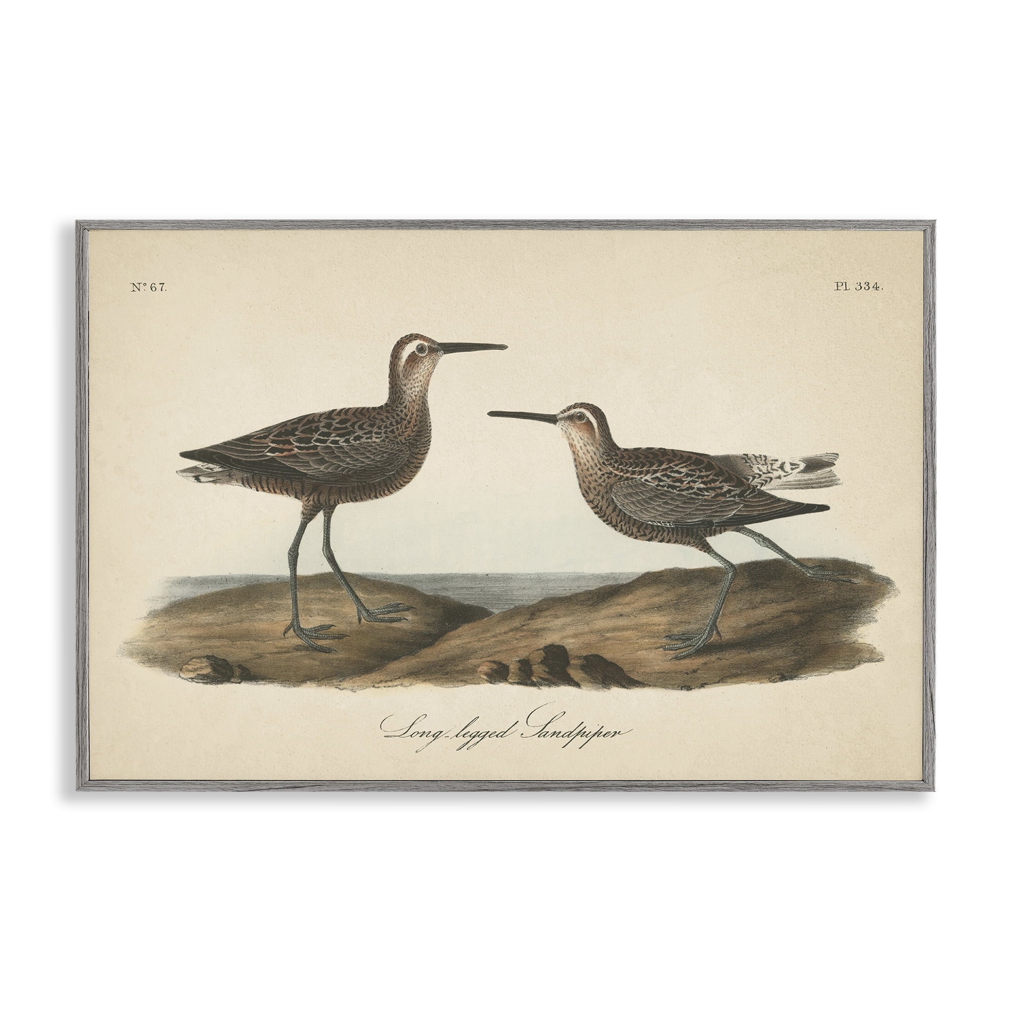 Stupell Industries Long Legged Sandpiper Animals & Insects Painting ...