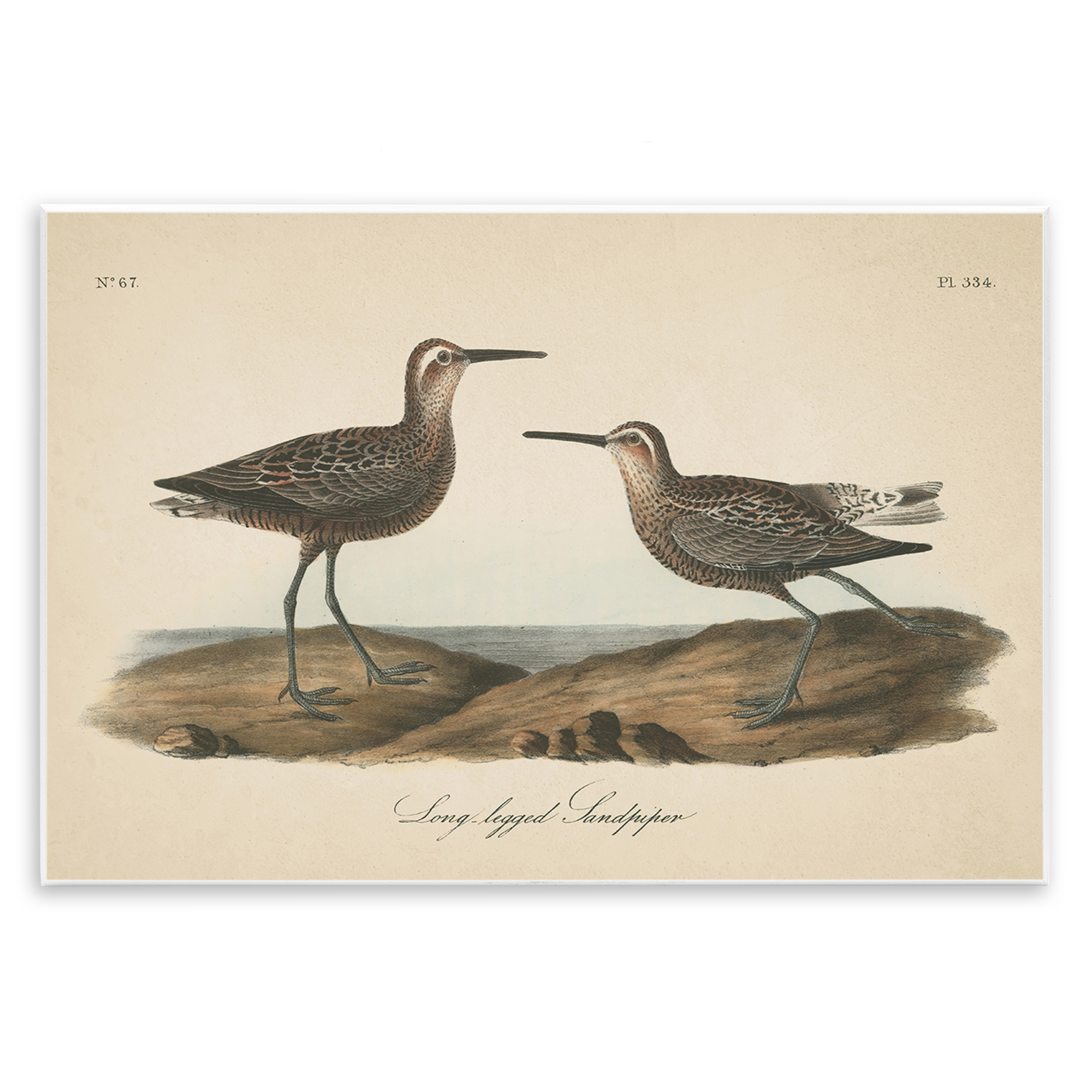 Stupell Industries Long Legged Sandpiper Animals & Insects Painting ...