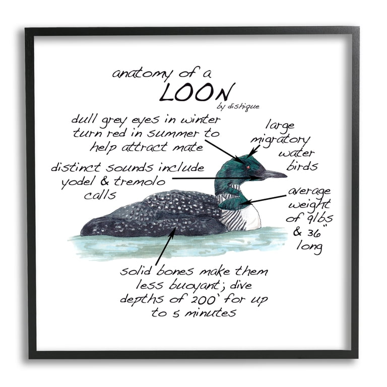 Loon Art Loons With Green Hats By Artist Scott Church Loon